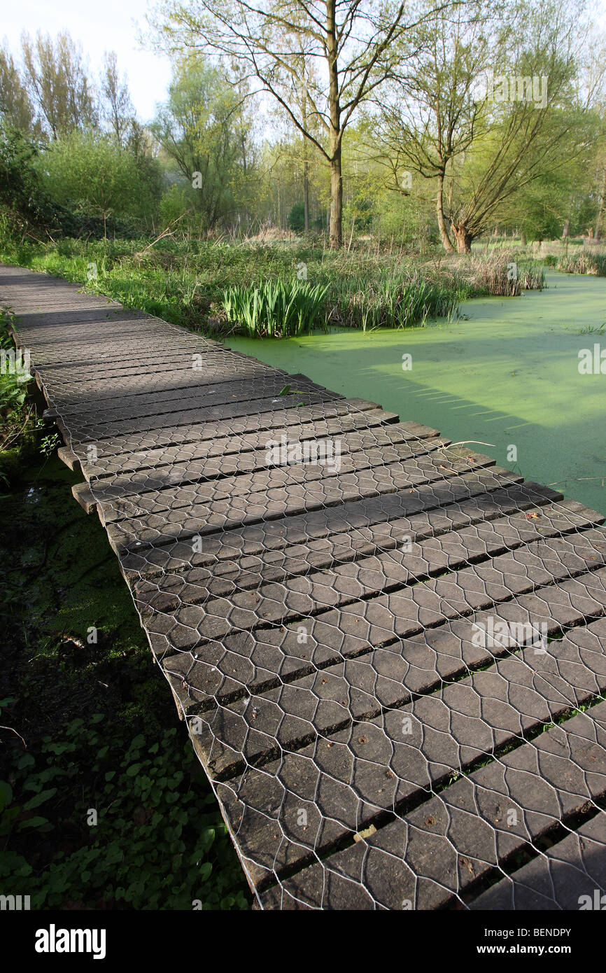 Boardwalk Raised Wooden Walkway Wooden High Resolution Stock ...