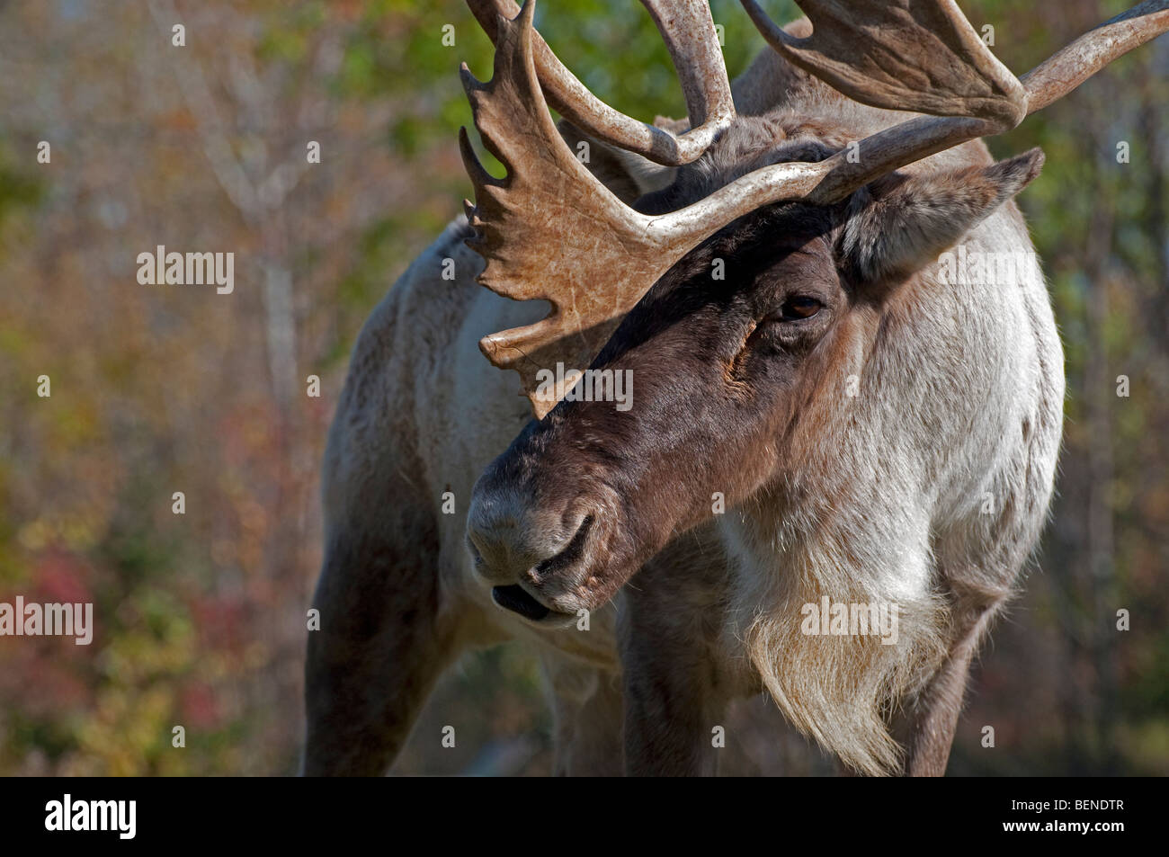 Woodland caribou hi-res stock photography and images - Alamy