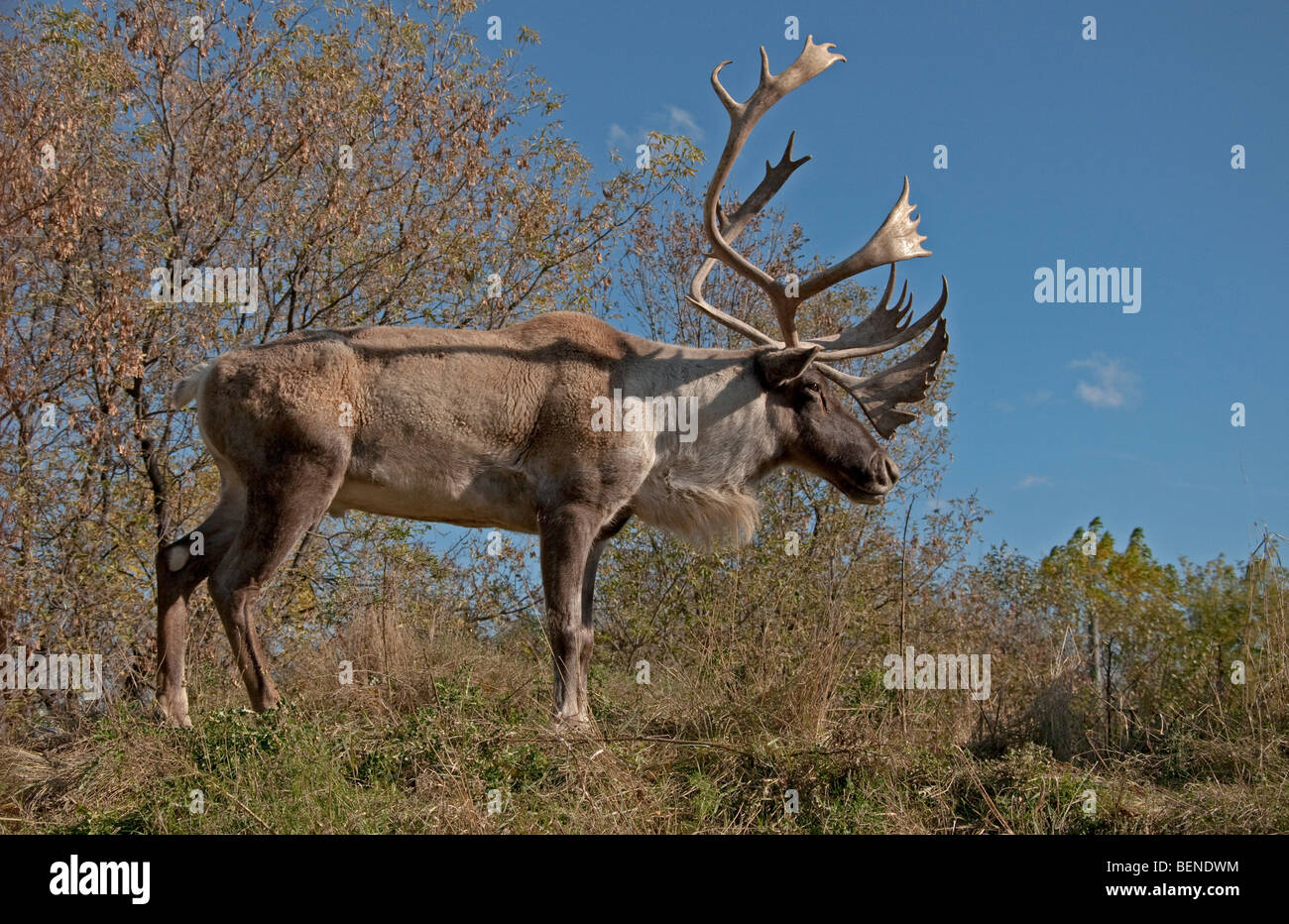 Woodland caribou hi-res stock photography and images - Alamy