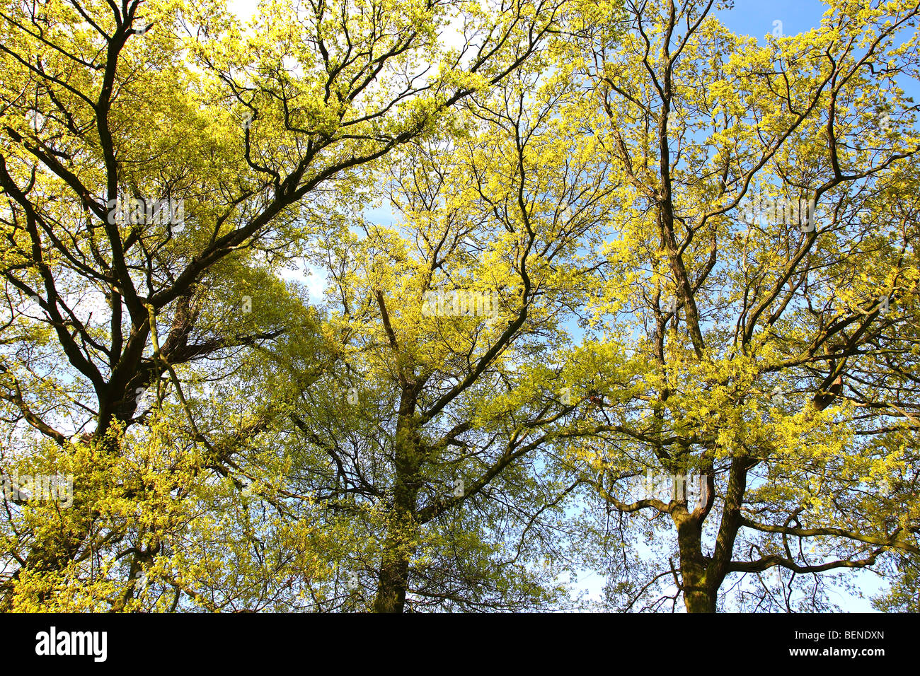Row of oak trees hi-res stock photography and images - Alamy