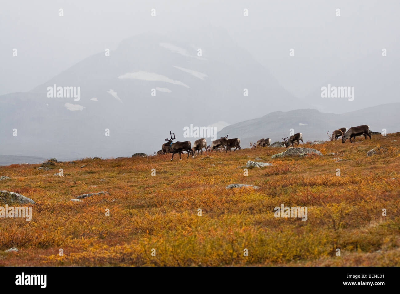 Sarek National Park Stock Photo - Alamy