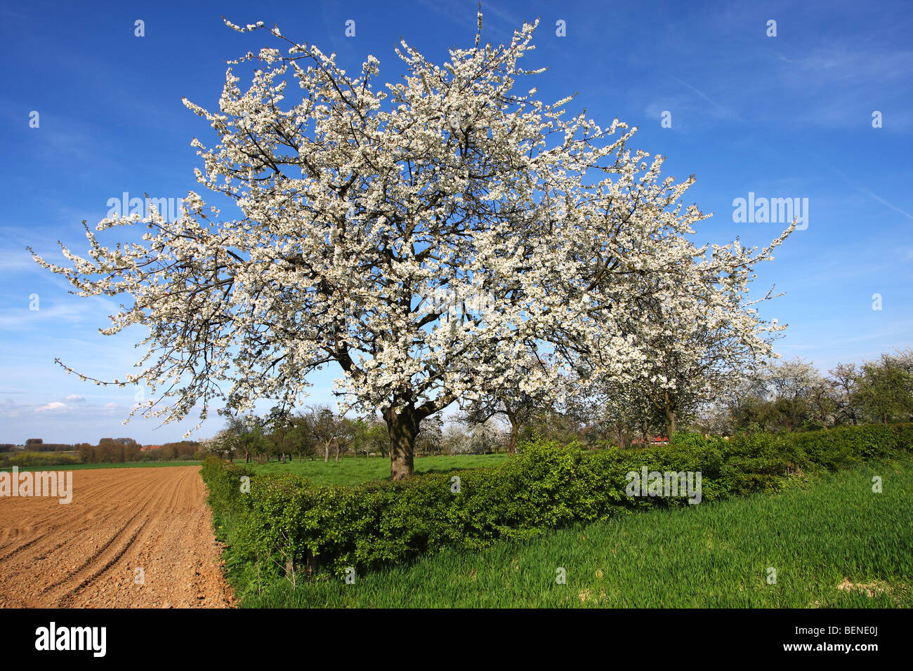 Flowering fruit tree in grassland, Flemish Ardennes, Belgium Stock ...