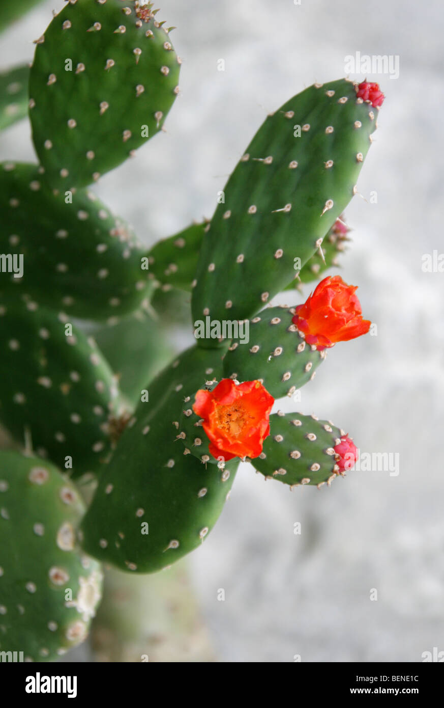Prickly pear opuntia quitensis cactaceae hi-res stock photography and ...