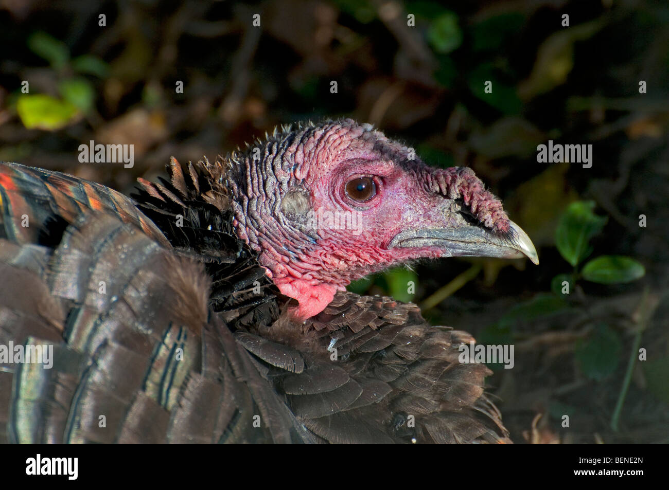 Close-up of a male Wild Turkey Stock Photo - Alamy