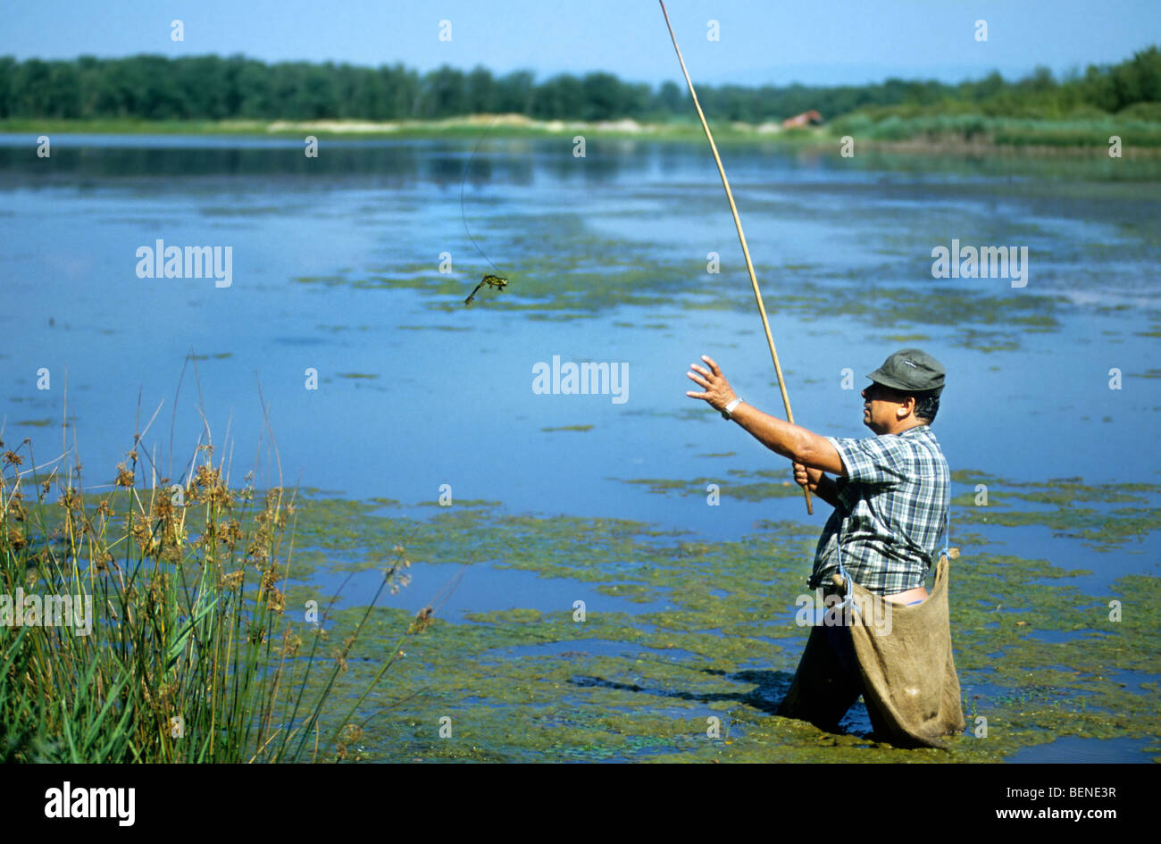 Frog catcher fishing for fogs for consumption in lake, La Dombes ...