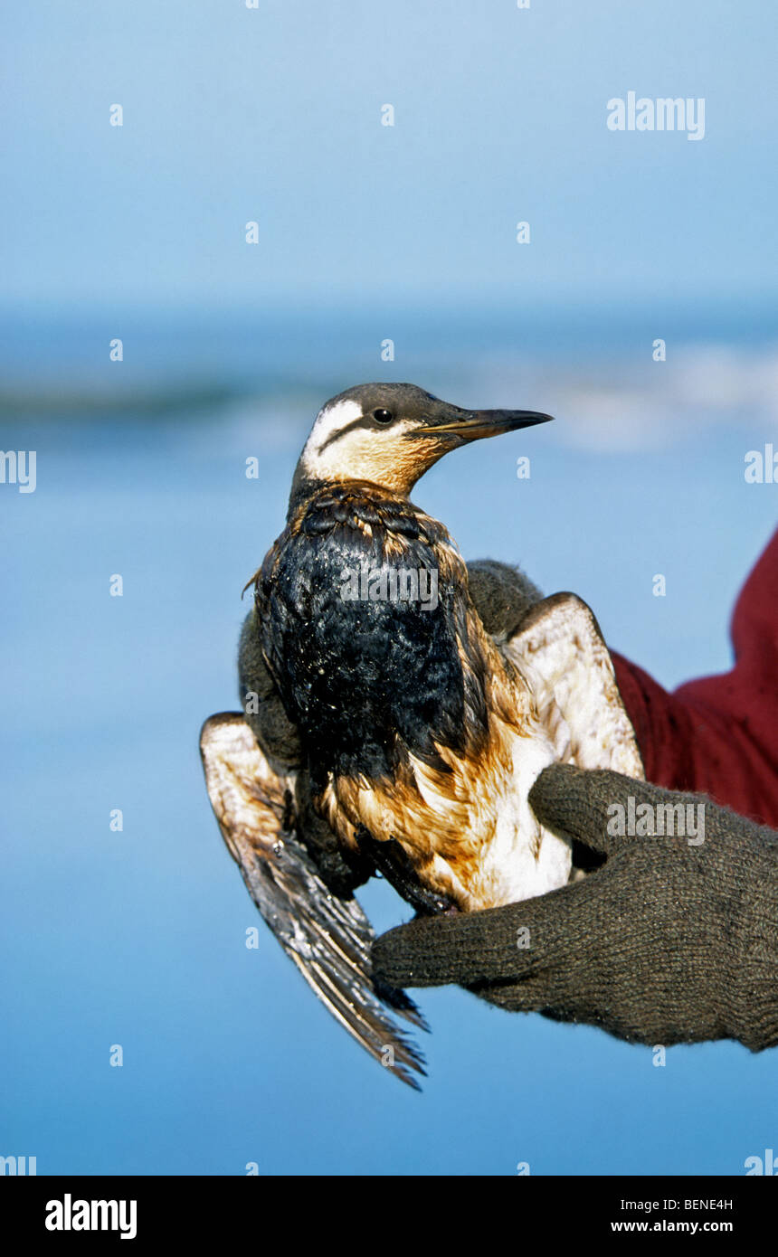 Oil dirty bird hi-res stock photography and images - Alamy