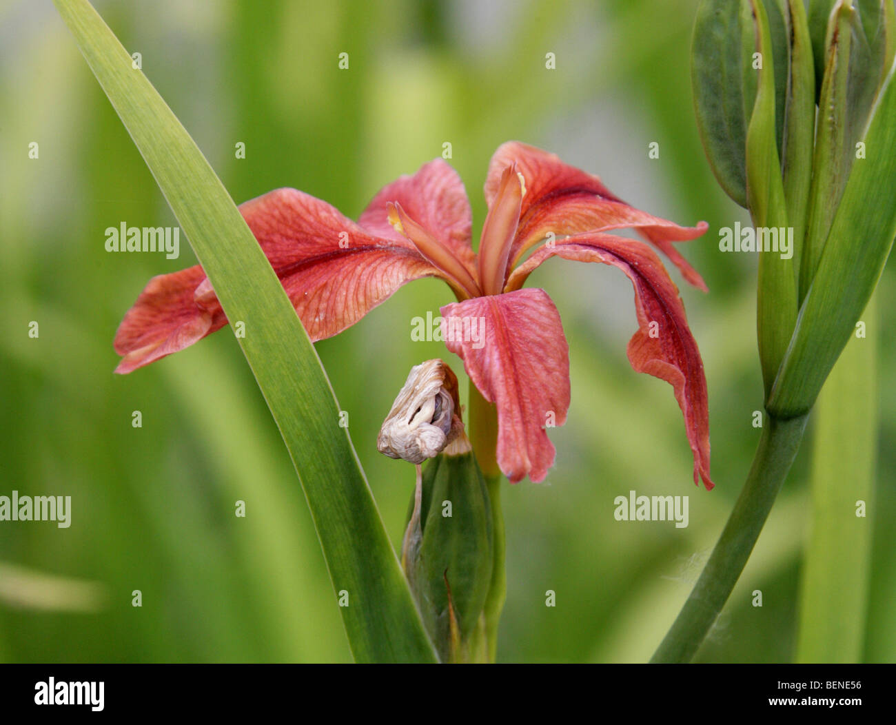 Copper Iris or Red Iris, Iris fulva, Iridaceae, Missouri, USA, North ...