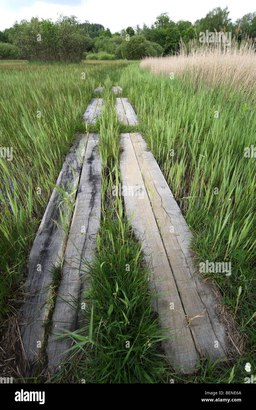 Boardwalk raised wooden walkway through hi-res stock photography and ...