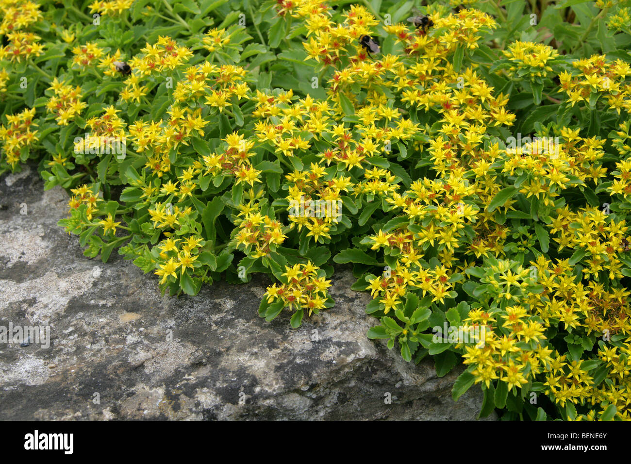 Orange Stonecrop, Kamschatka Stonecrop, Sedum kamtschaticum ...