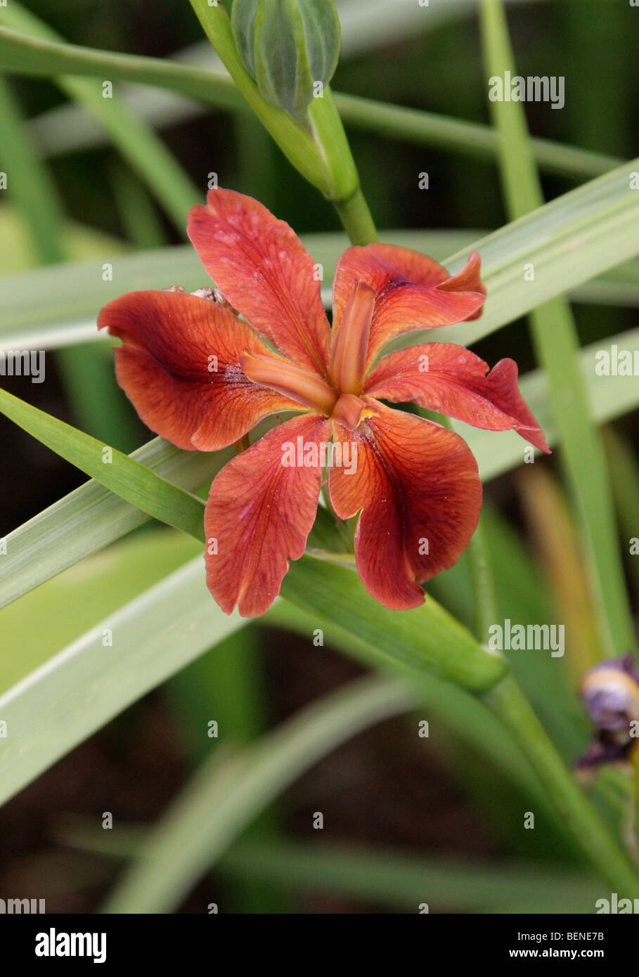 Copper Iris or Red Iris, Iris fulva, Iridaceae, Missouri, USA, North ...