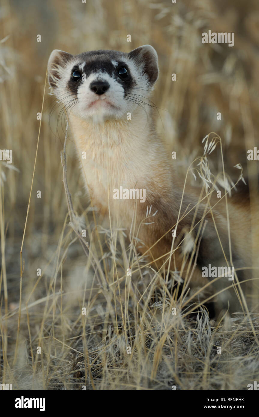 Stock photo of a wild black-footed ferret in the grass, Snake John ...