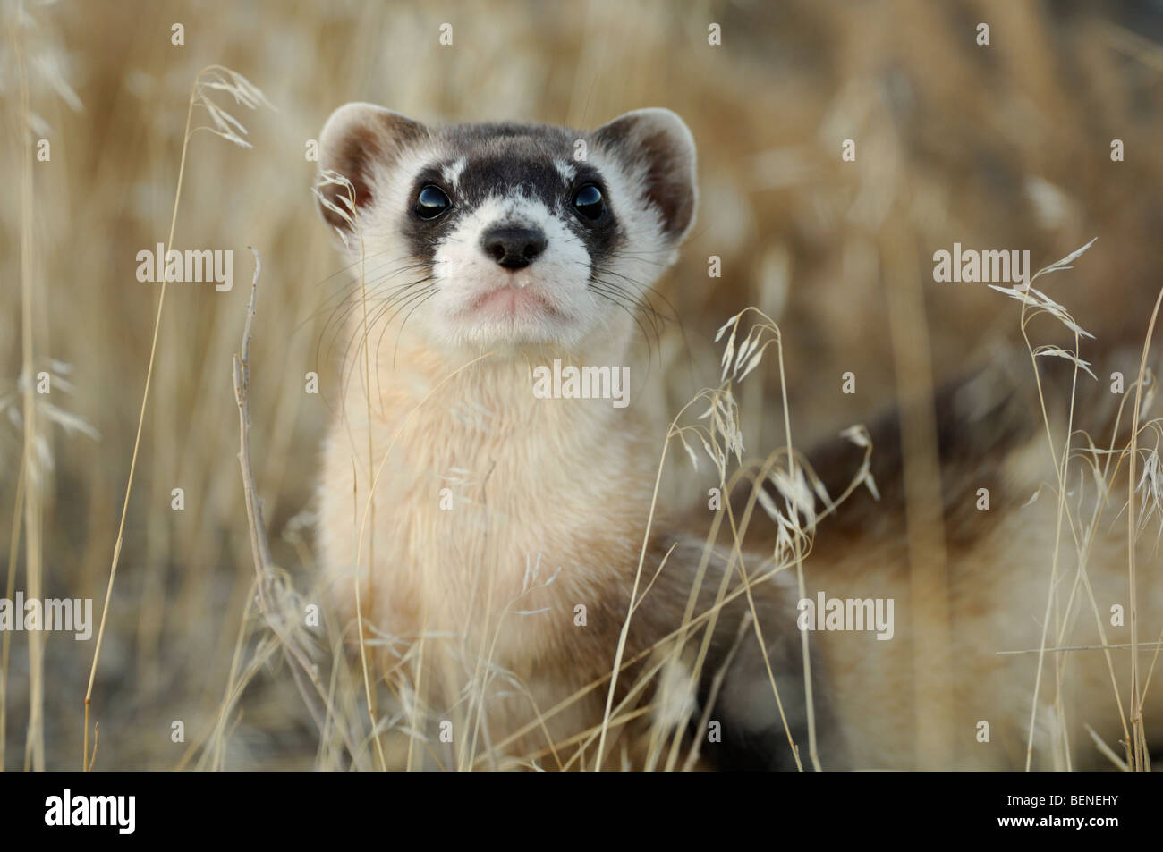 Stock photo of a wild black-footed ferret in the grass, Snake John ...