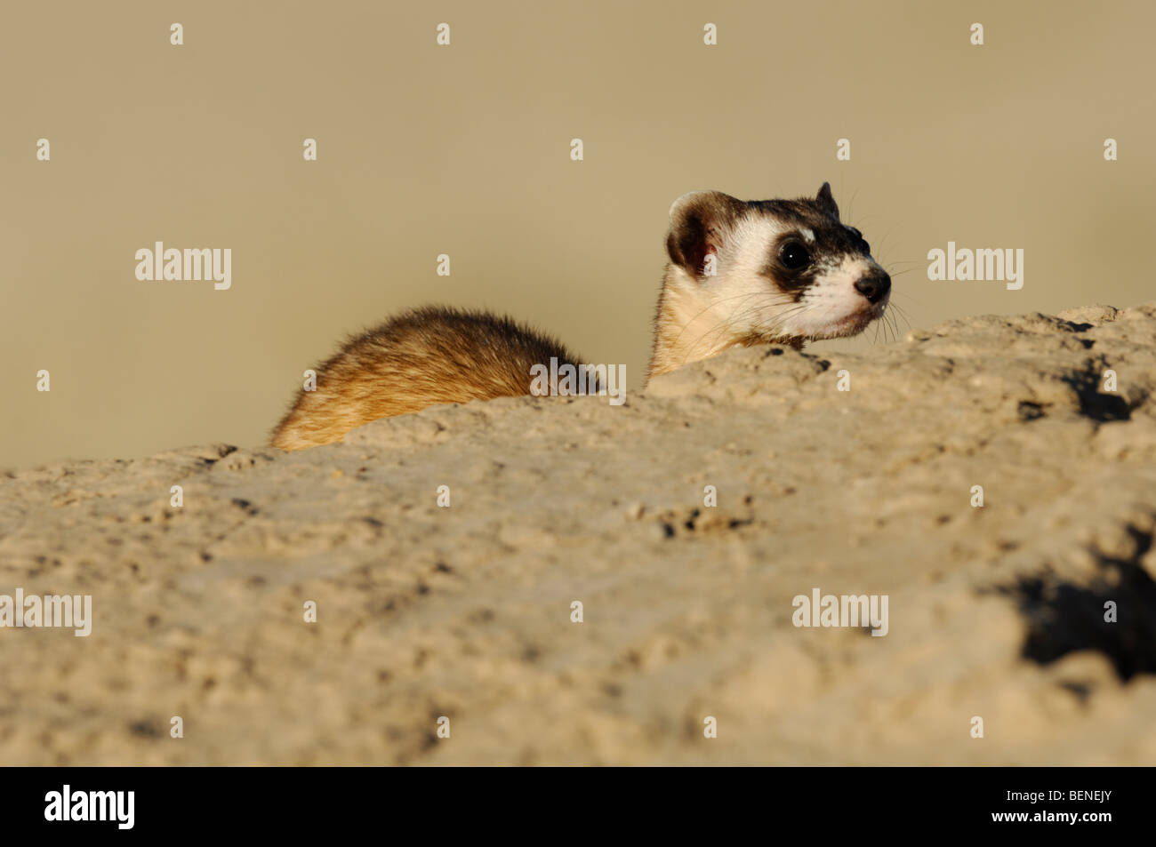 Stock photo of a wild black-footed ferret creeping across a burrow ...