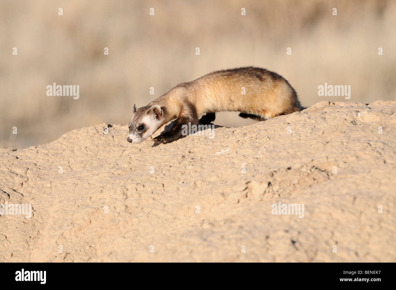 Stock photo of a wild black-footed ferret creeping across a burrow ...