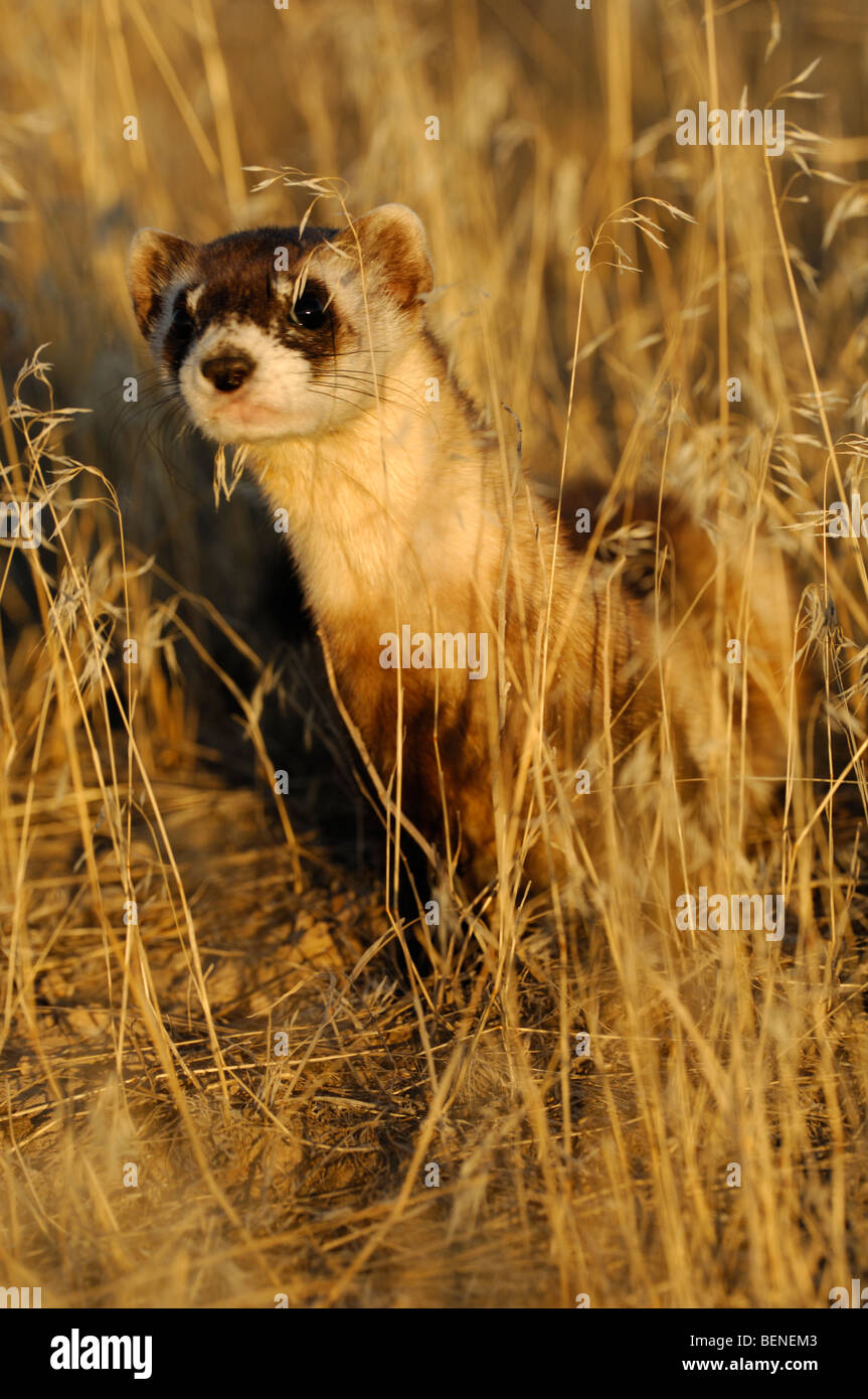 Stock photo of a wild black-footed ferret in the grass in the golden ...