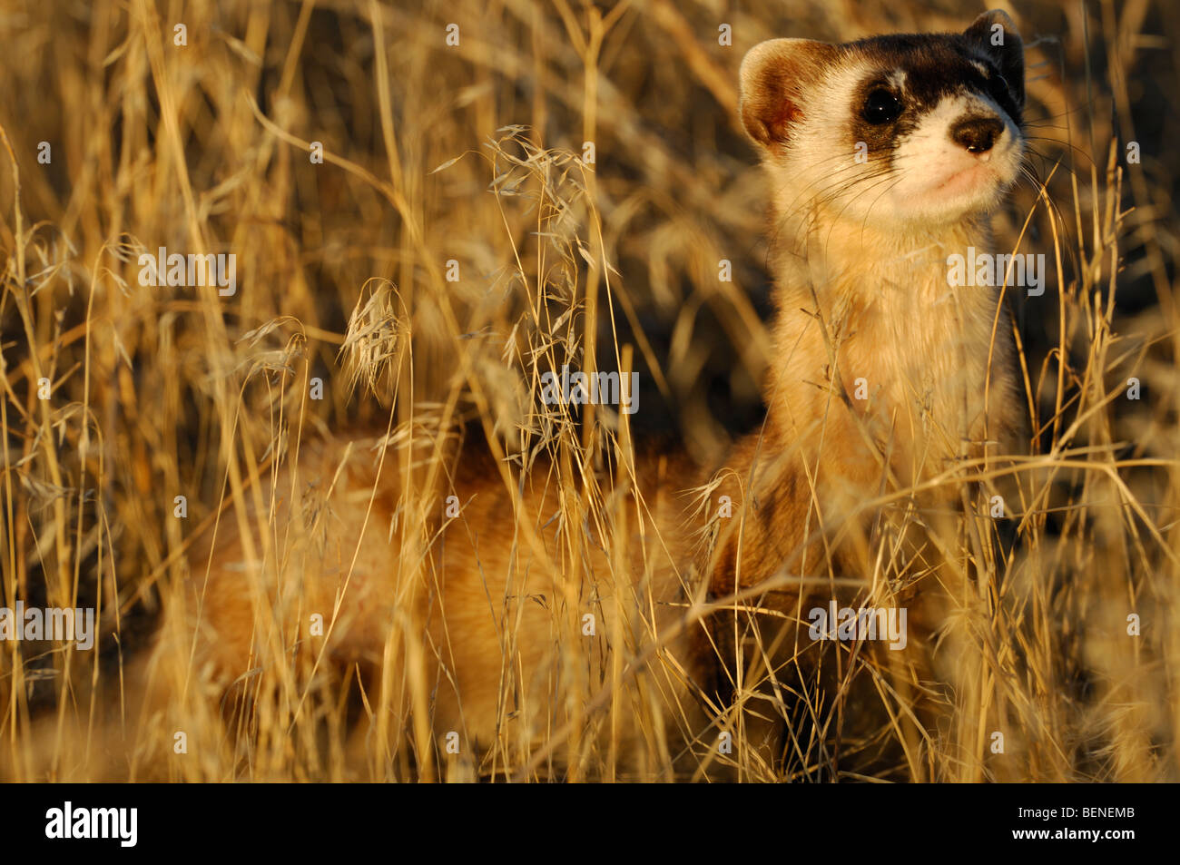 Stock photo of a wild black-footed ferret in the grass in the golden ...