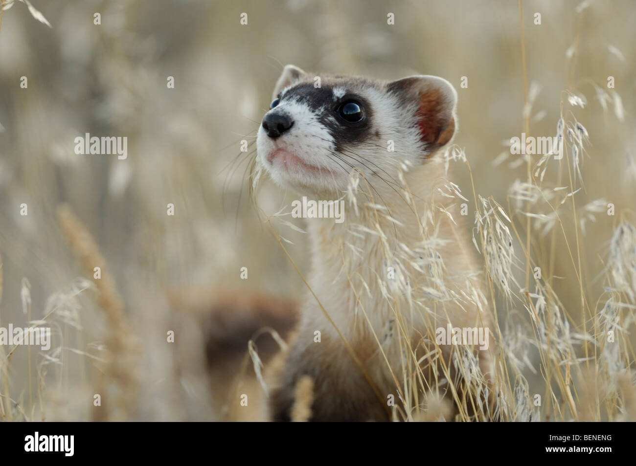 Stock photo of a wild black-footed ferret in the grass, Snake John ...
