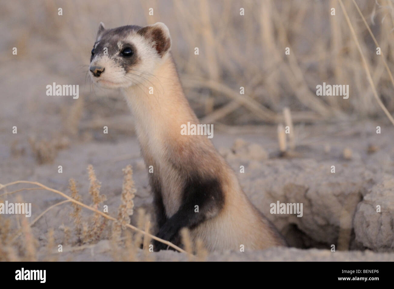 Stock photo of a wild black-footed ferret looking out from his burrow ...