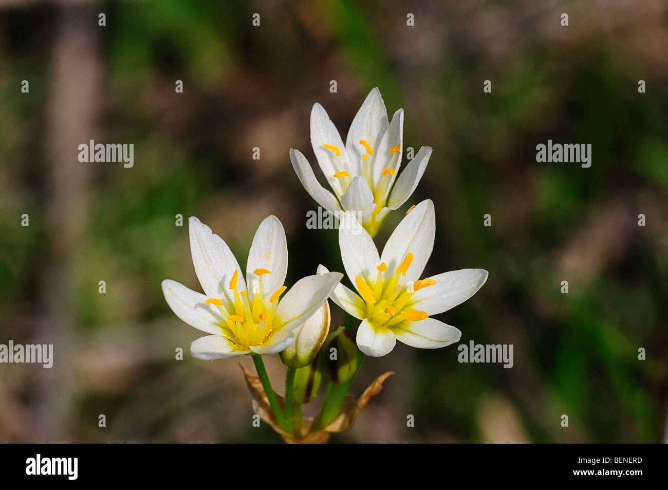 Nothoscordum bivalve, Crow poison Stock Photo - Alamy