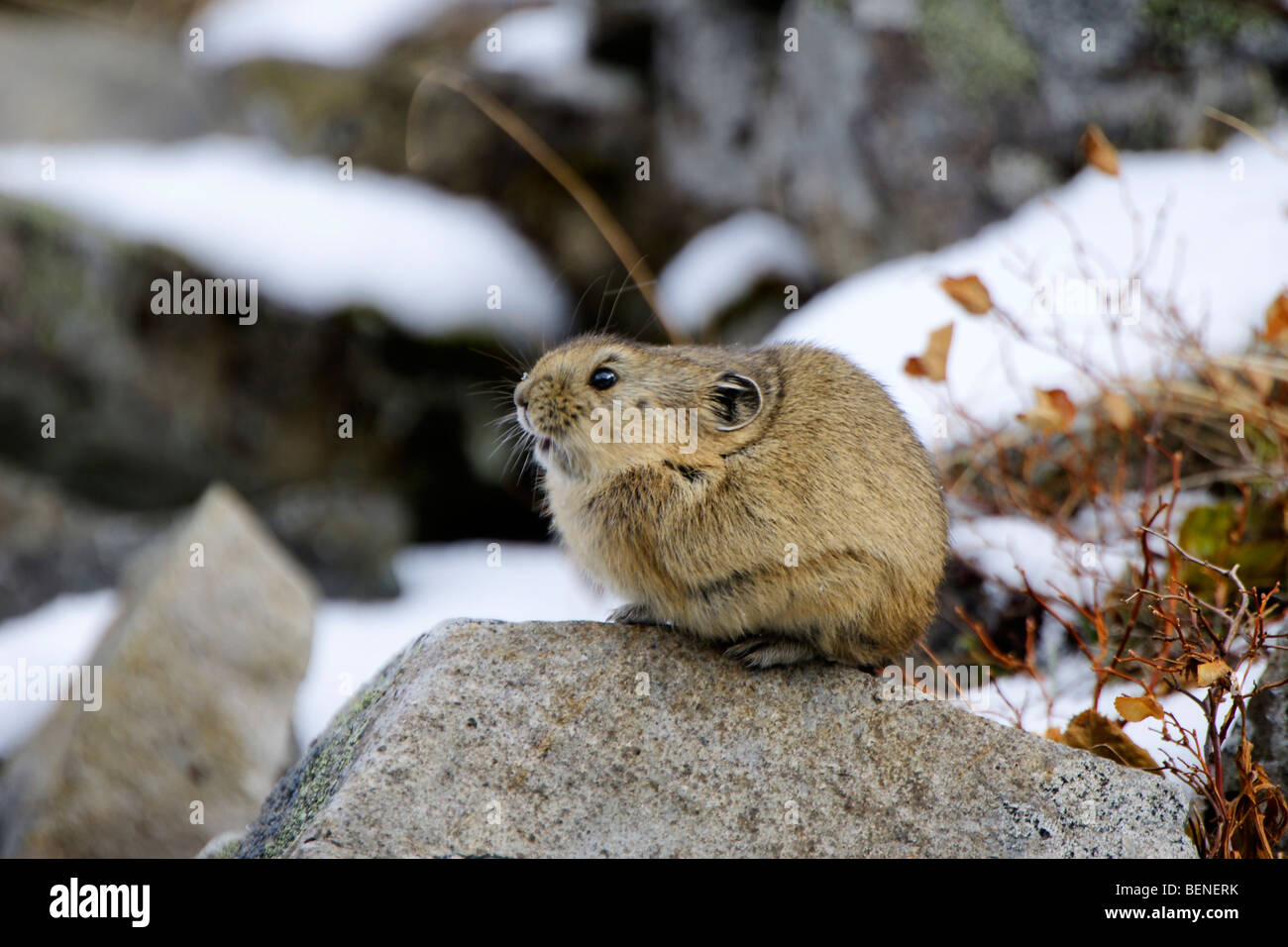Pika snow hi-res stock photography and images - Alamy