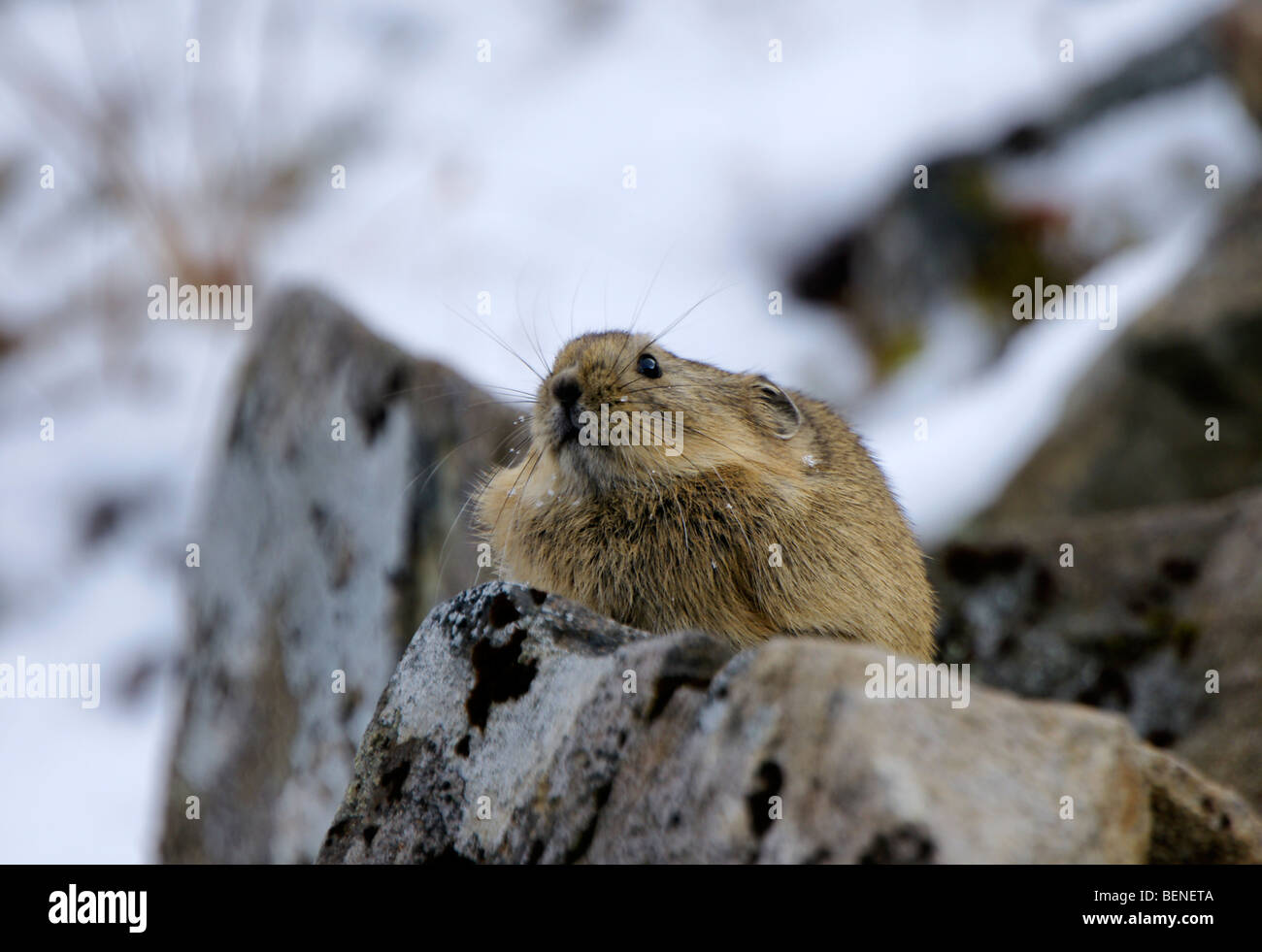 Pika snow hi-res stock photography and images - Alamy