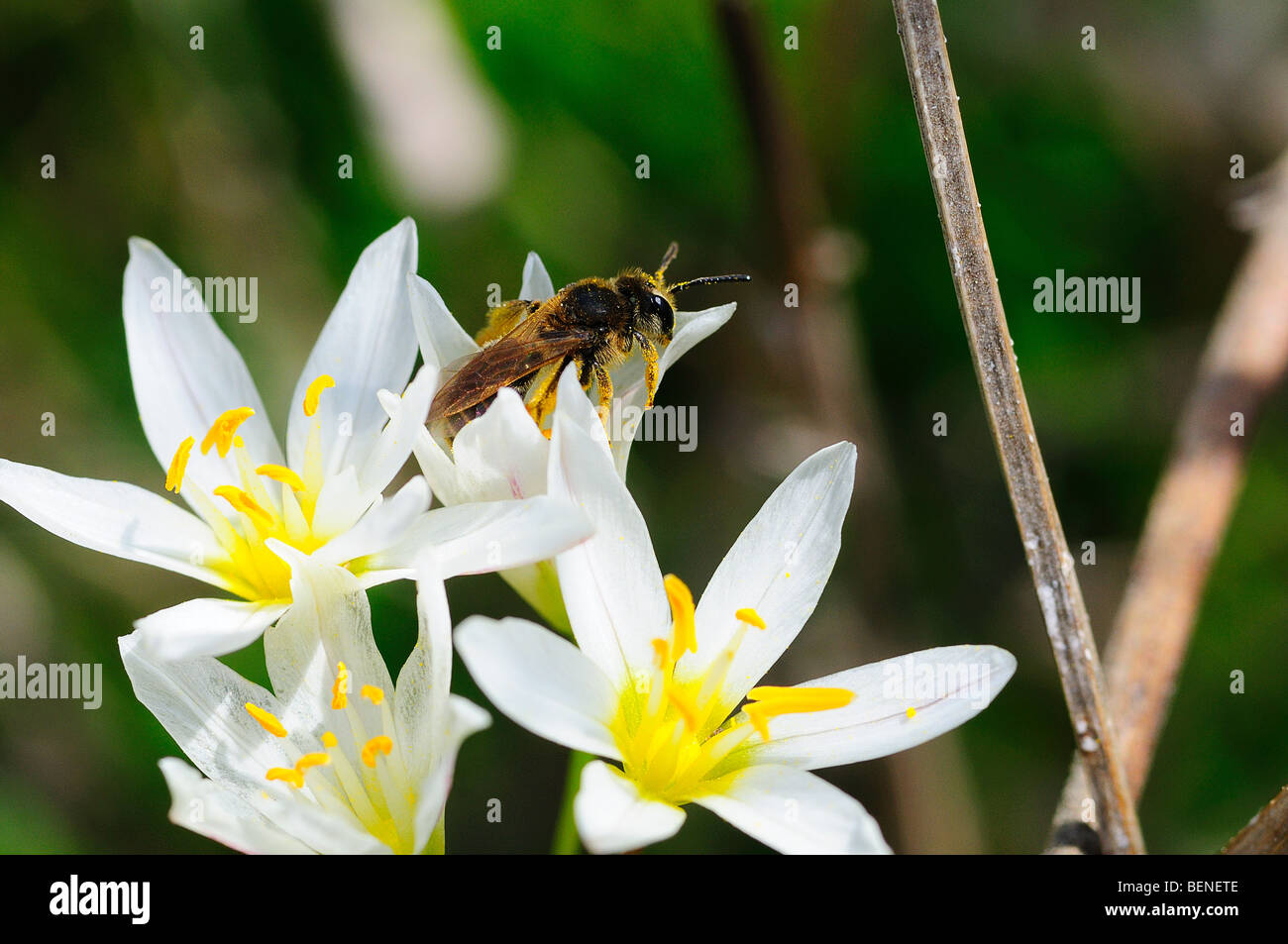 Crow flower hi-res stock photography and images - Alamy