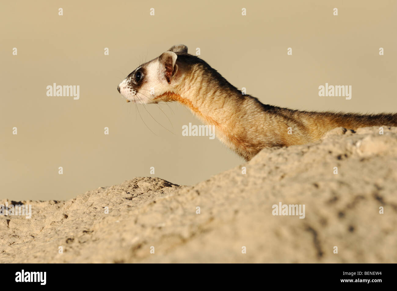 Stock photo of a wild black-footed ferret on a prairie dog mound, Snake ...