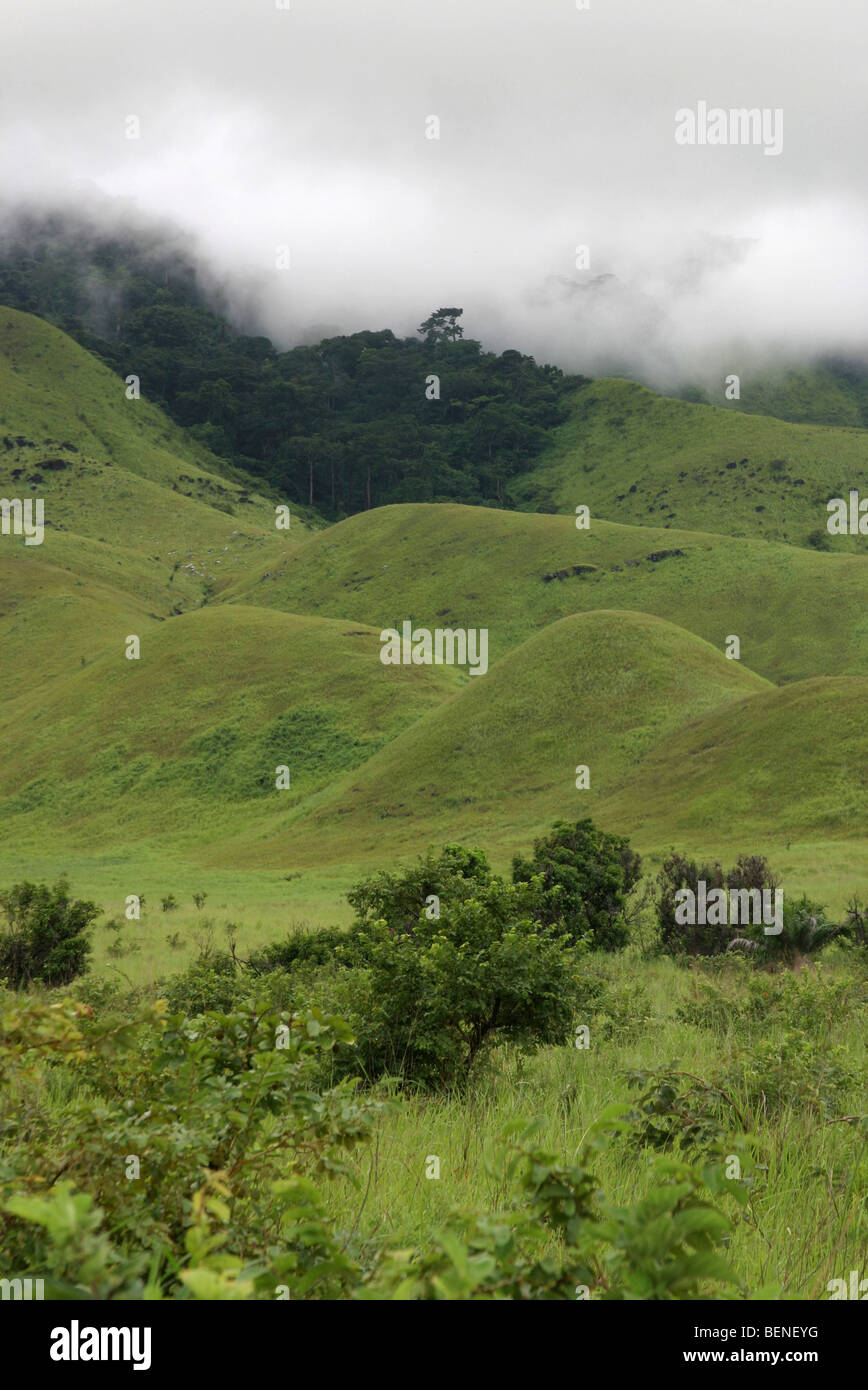 Grasslands made by deforestation in the hills, Congo, Central Africa ...