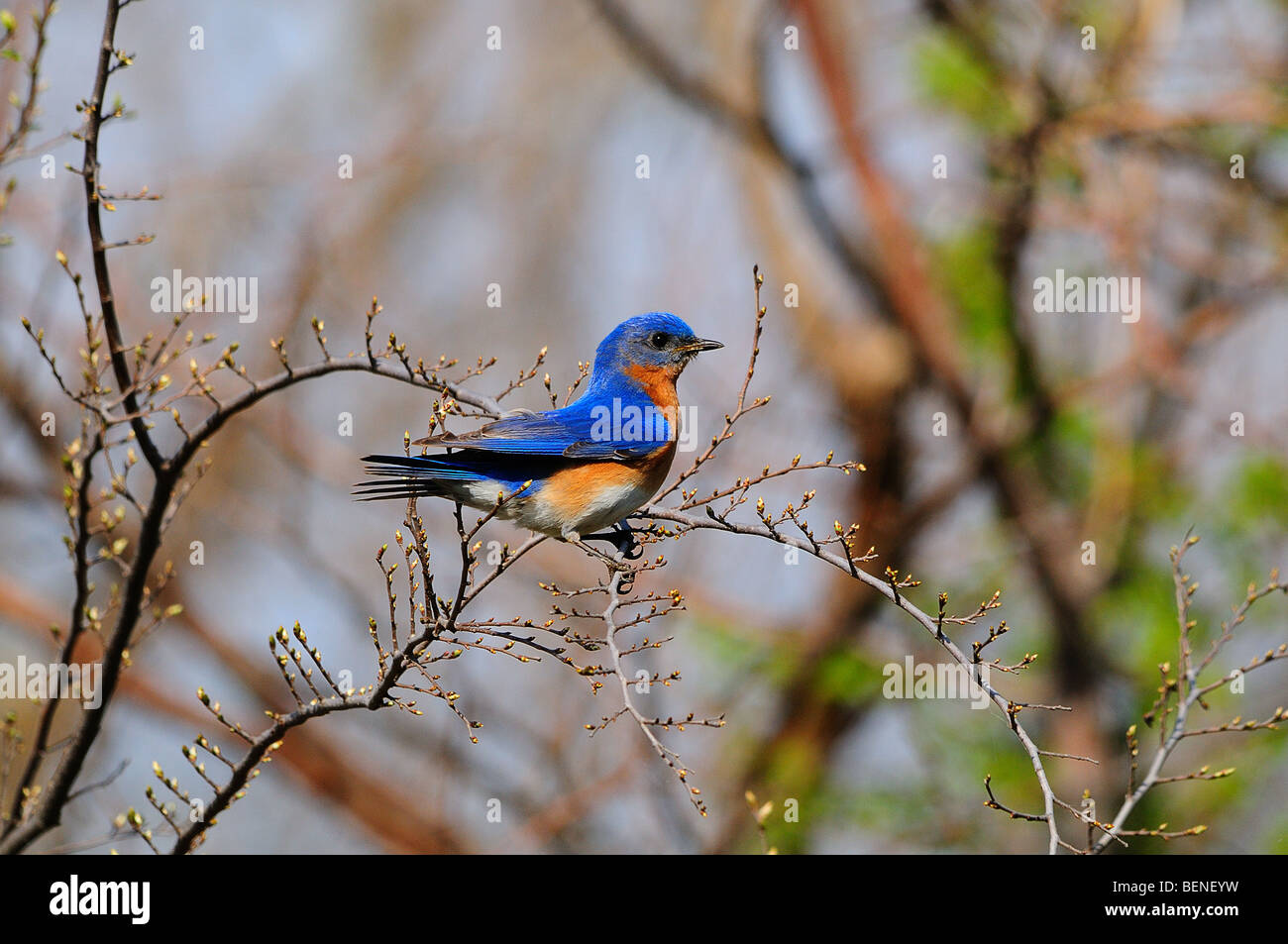 Eastern bluebird hi-res stock photography and images - Alamy