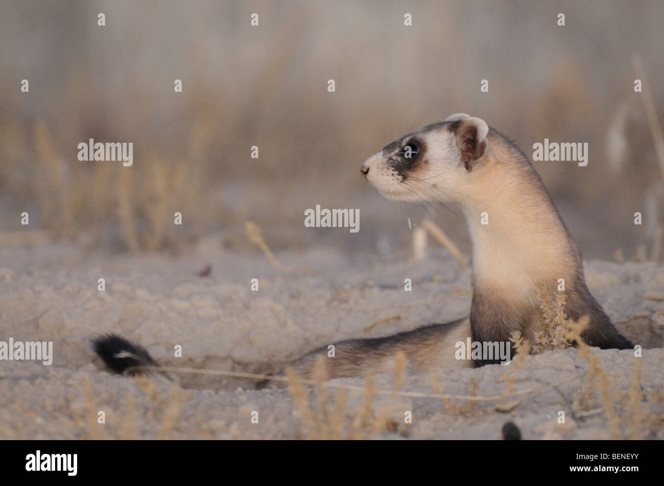 Stock photo of a wild black-footed ferret sitting on the ground at dusk ...