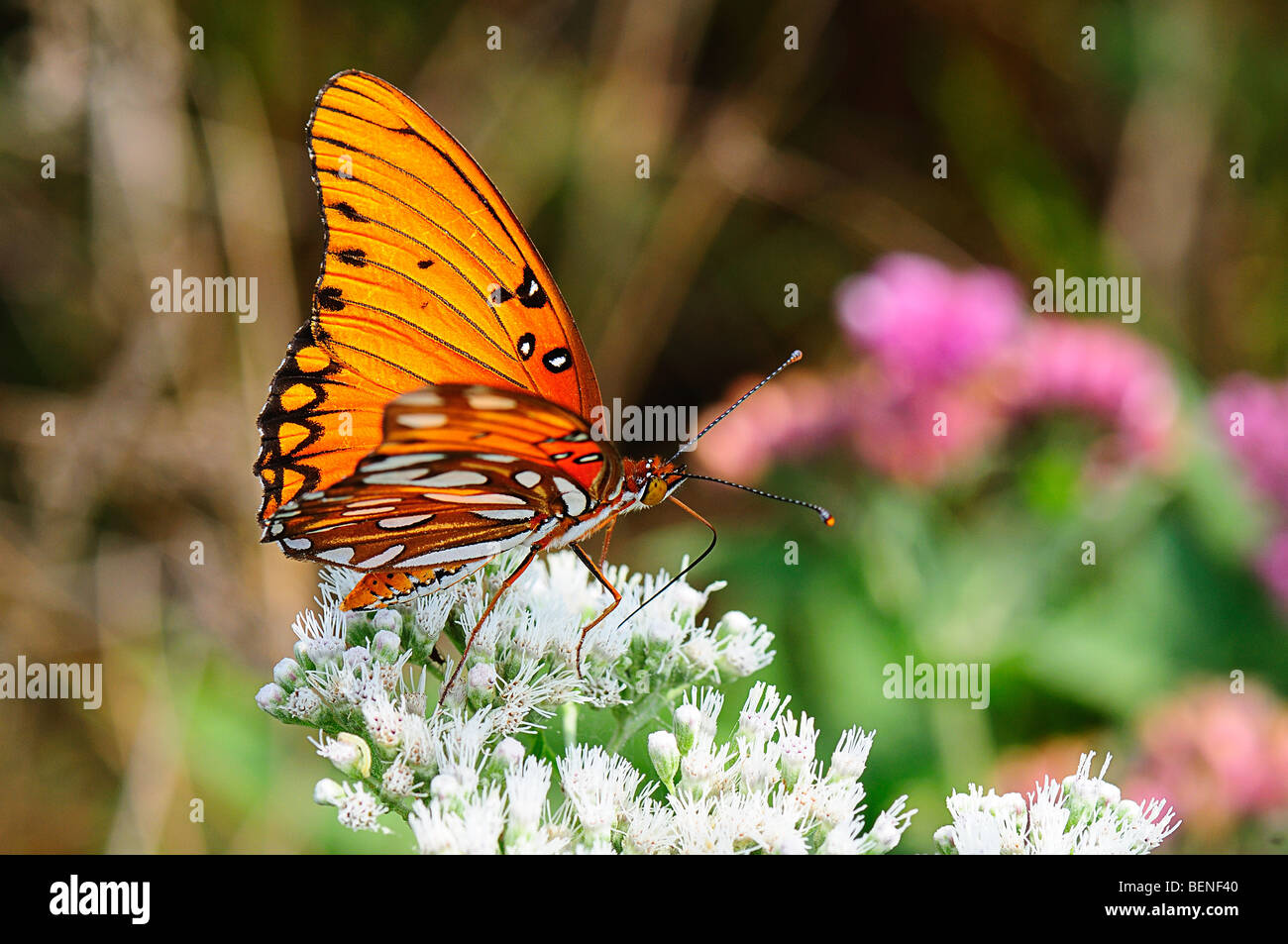 Gulf fritillaries hi-res stock photography and images - Alamy