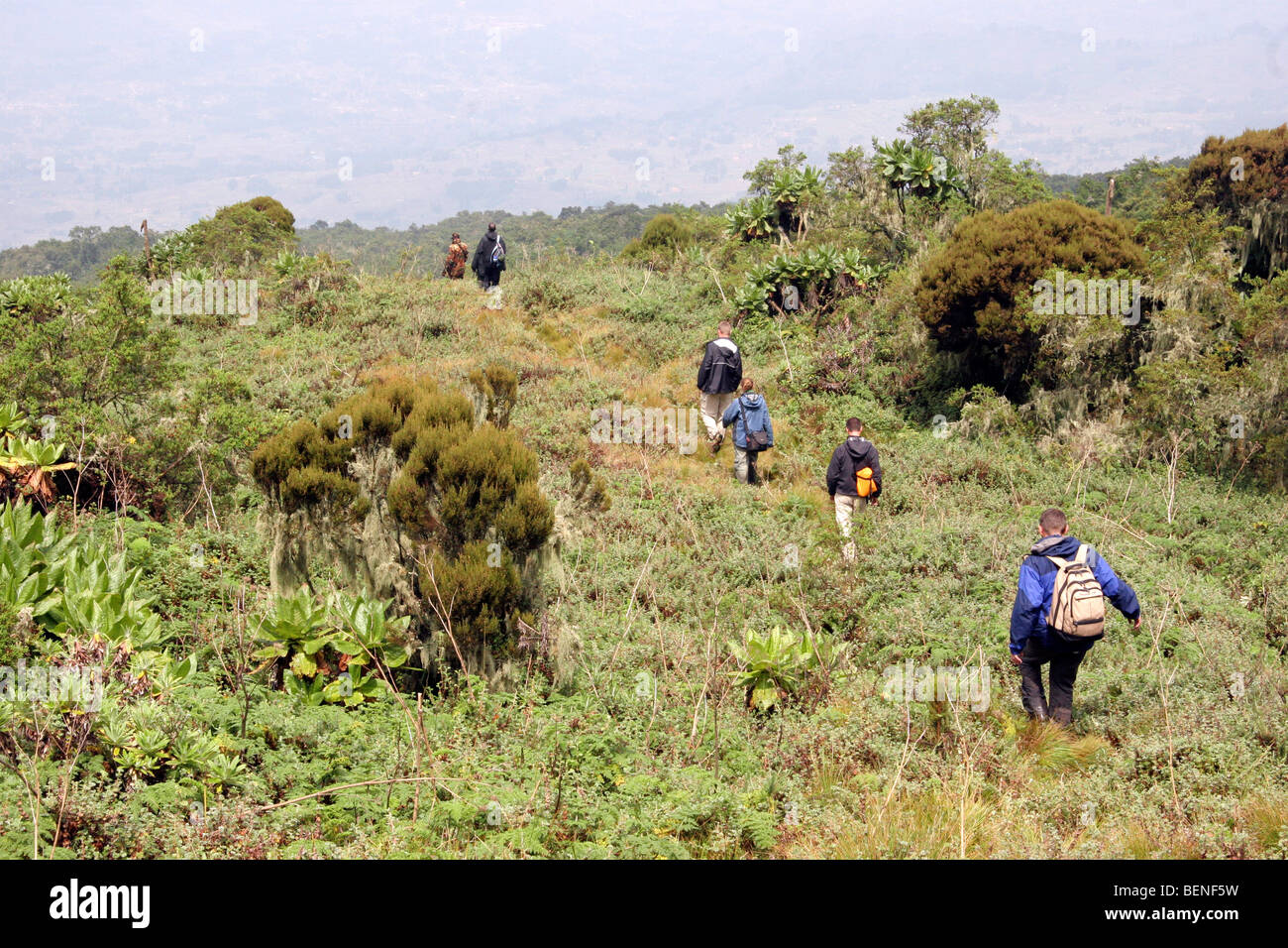 Tourisits visiting Parc National des Volcans / Volcanoes National Park ...