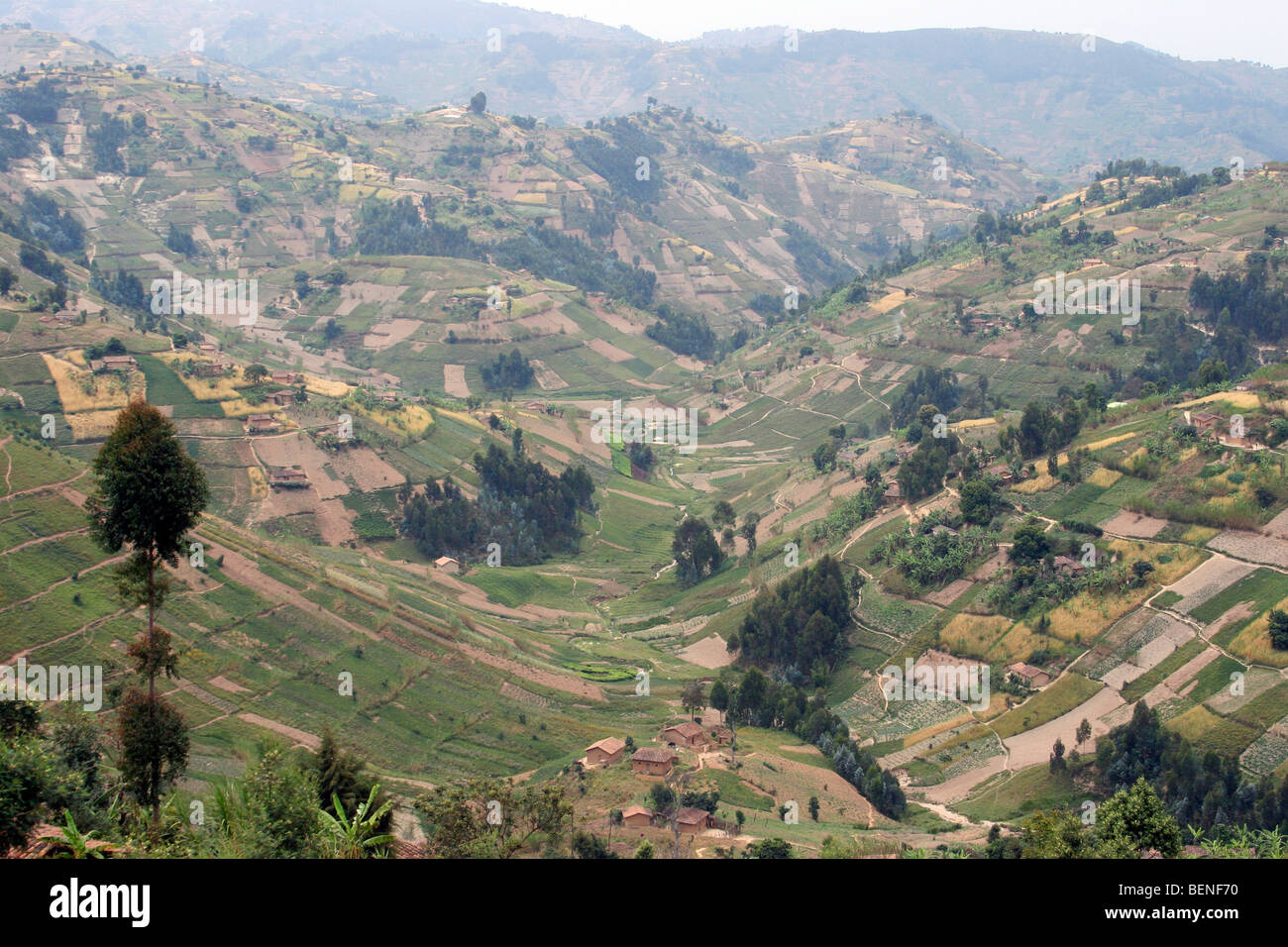 Farmland with fields and farms after deforestation of rainforest in the ...