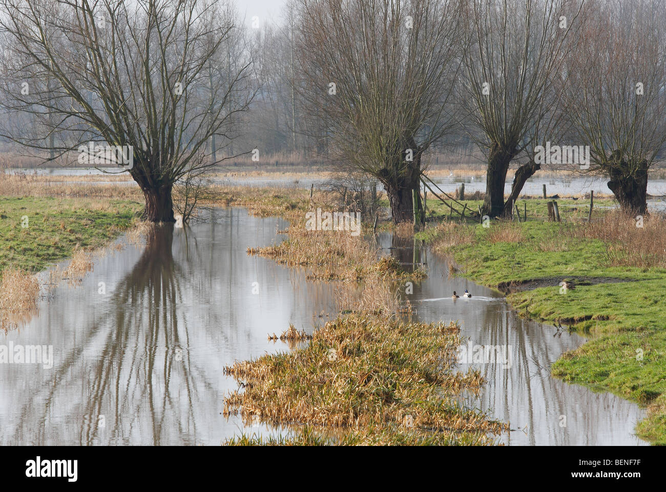Drowned trees hi-res stock photography and images - Alamy