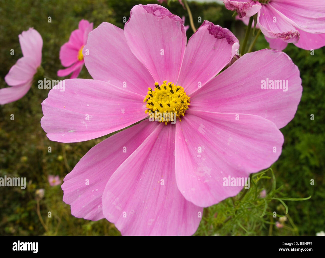 Hardy aster hi-res stock photography and images - Alamy