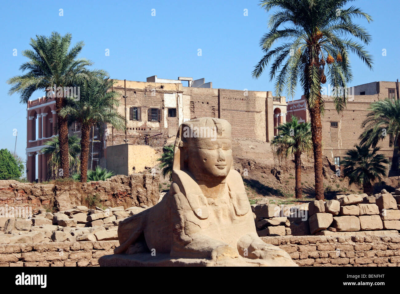 Sphinx of the Luxor Temple and new buildings, Egypt, North Africa Stock ...