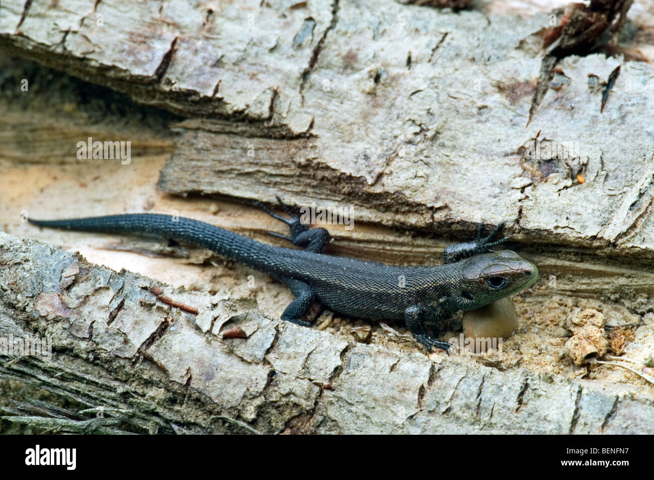 Young viviparous lizard hi-res stock photography and images - Alamy