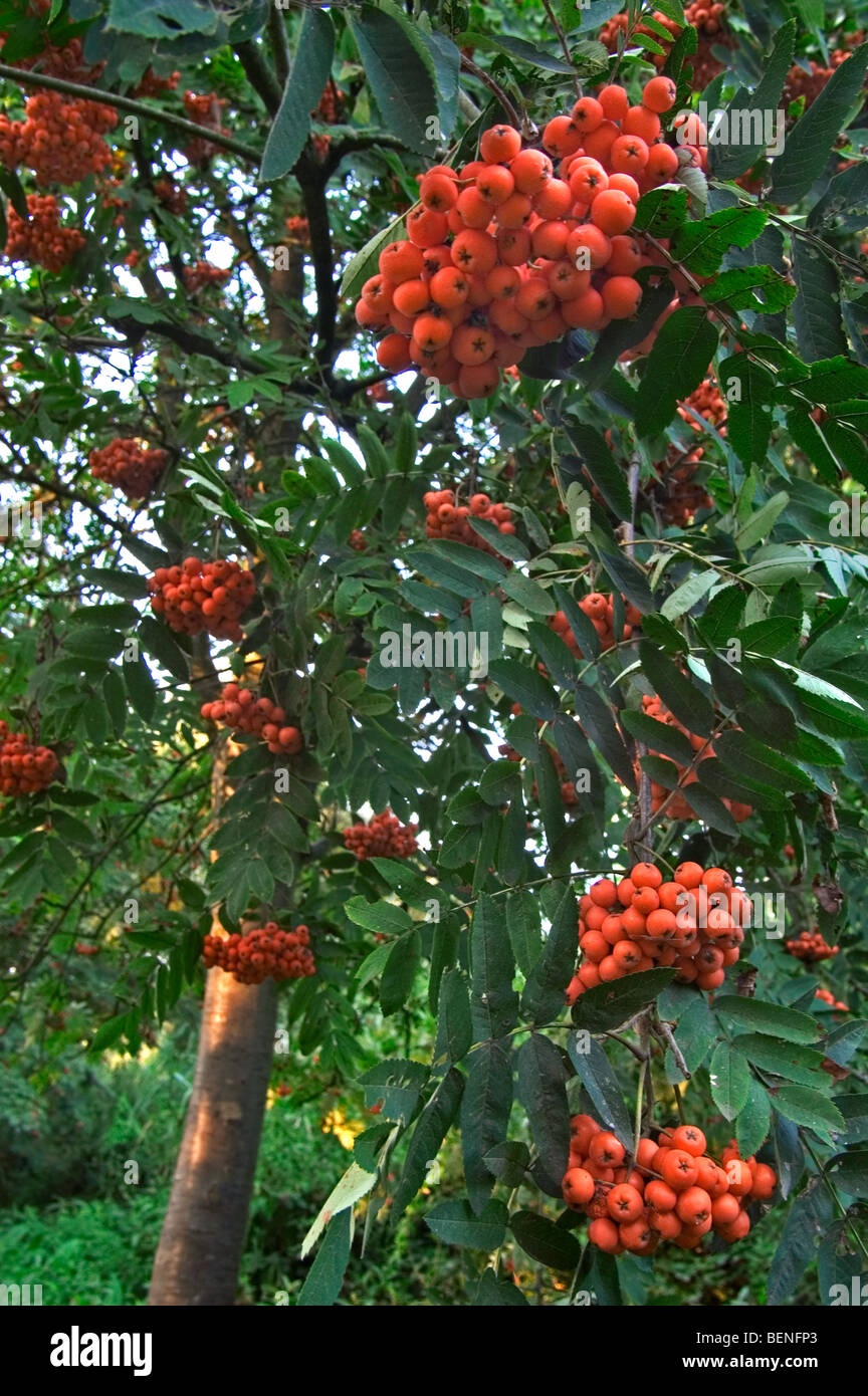 Red berries of Rowan tree (Sorbus aucuparia) in autumn Stock Photo - Alamy