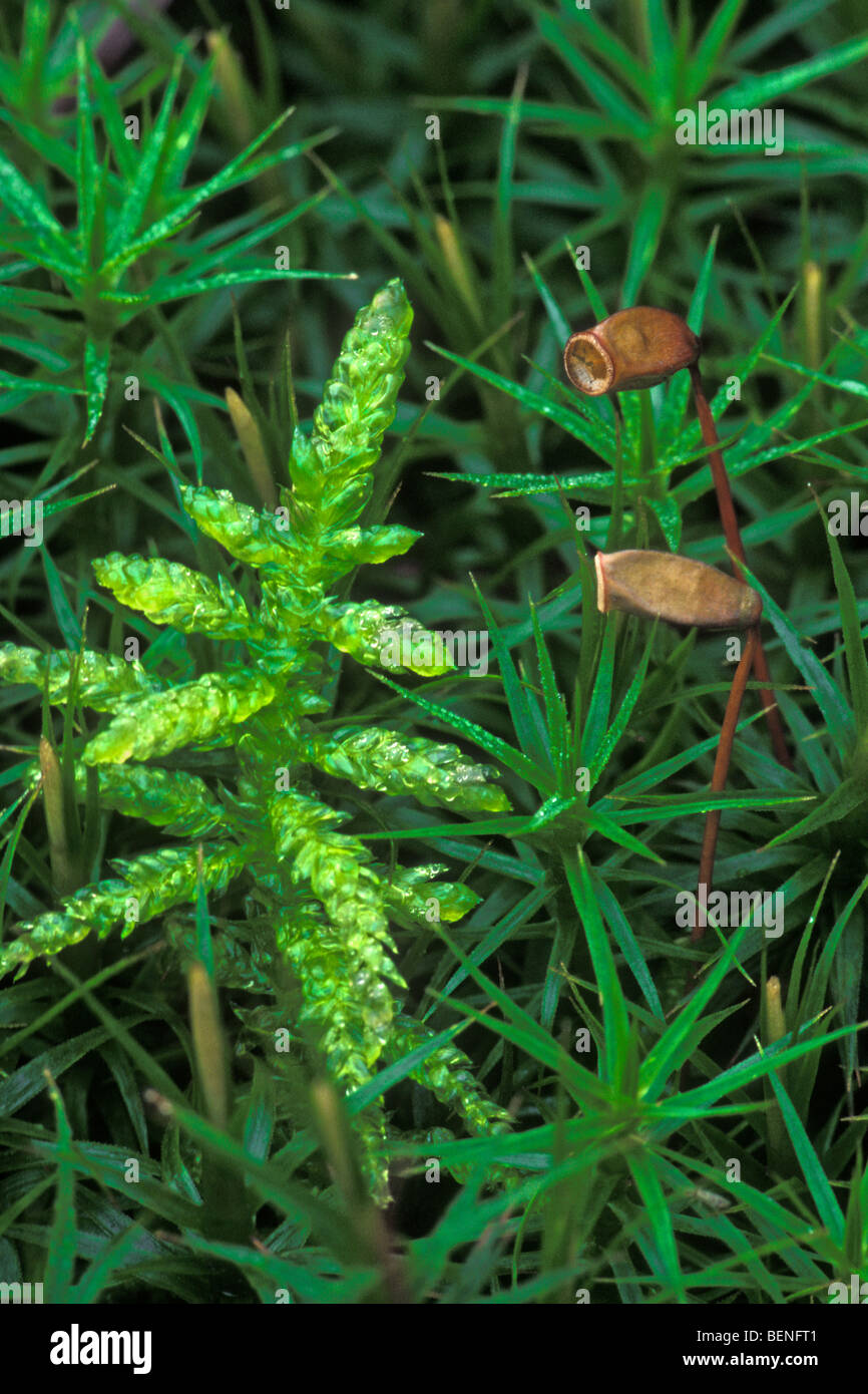 Polytrichum capsule hi-res stock photography and images - Alamy