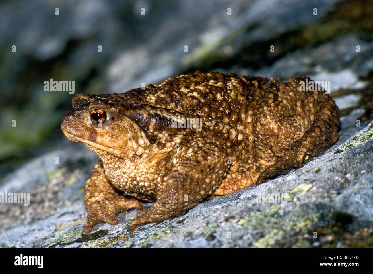 Common toad / European toad (Bufo bufo) on rock Stock Photo - Alamy