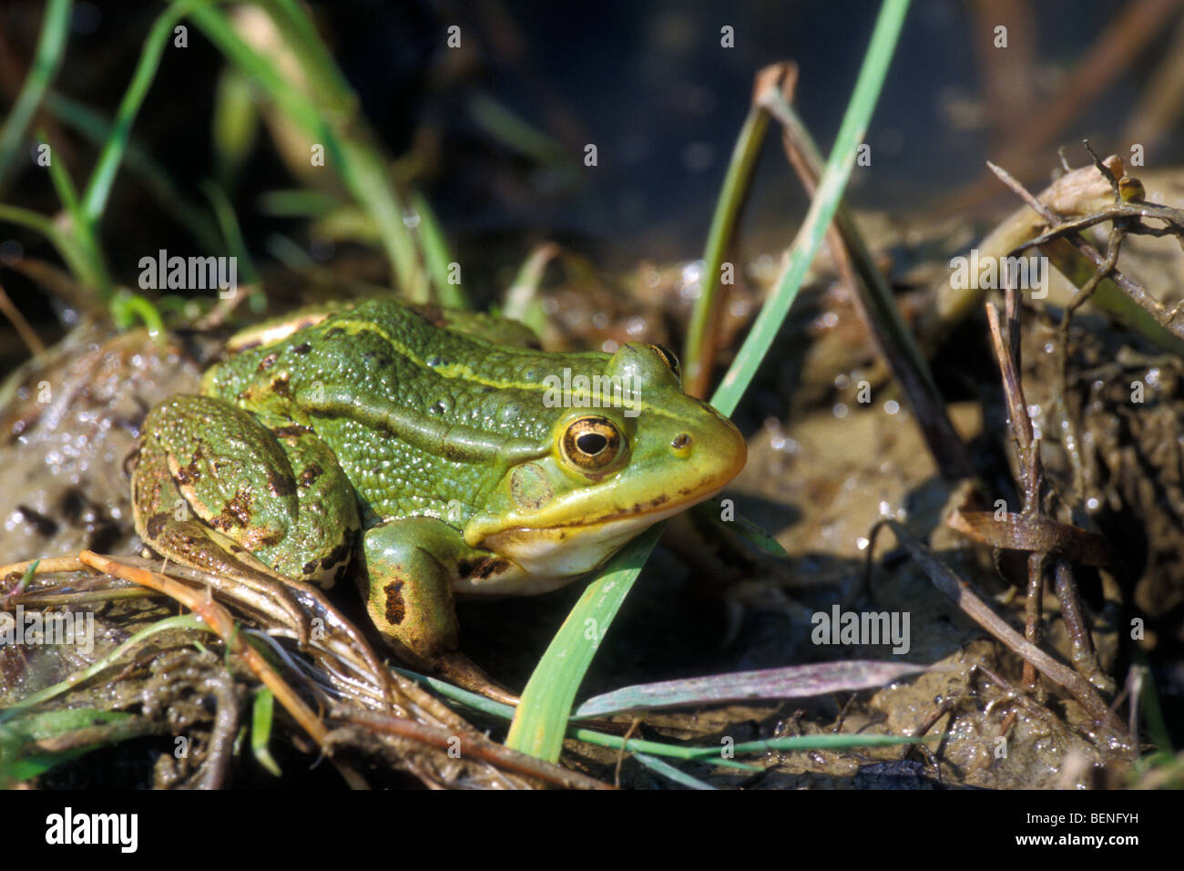 Pool frog (Pelophylax lessonae / Rana lessonae) resting on bank along ...