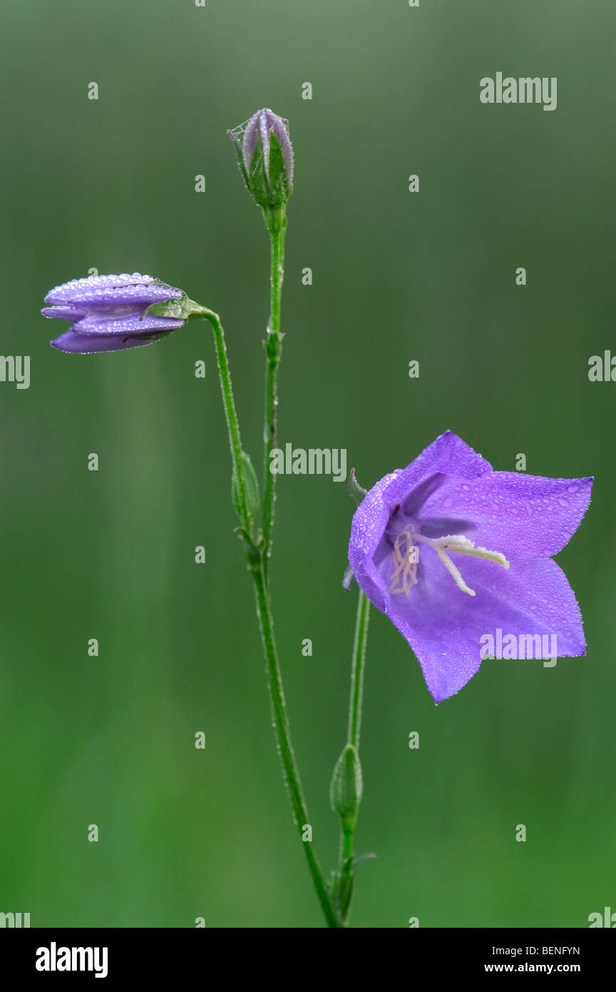 Peach leaved bellflower / peach-leaved bellflower (Campanula ...