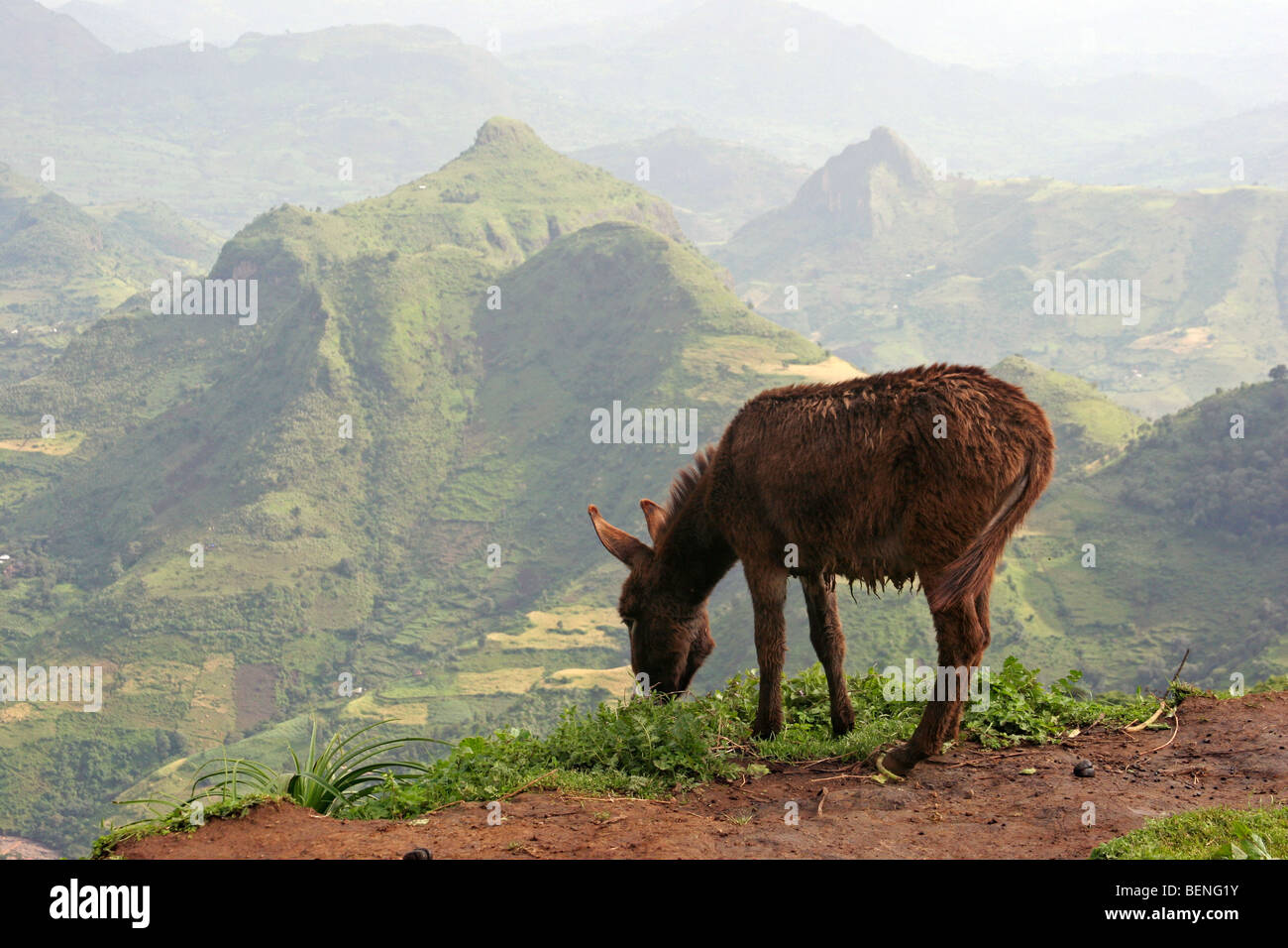 Ethiopian animal donkeys african hi-res stock photography and images ...
