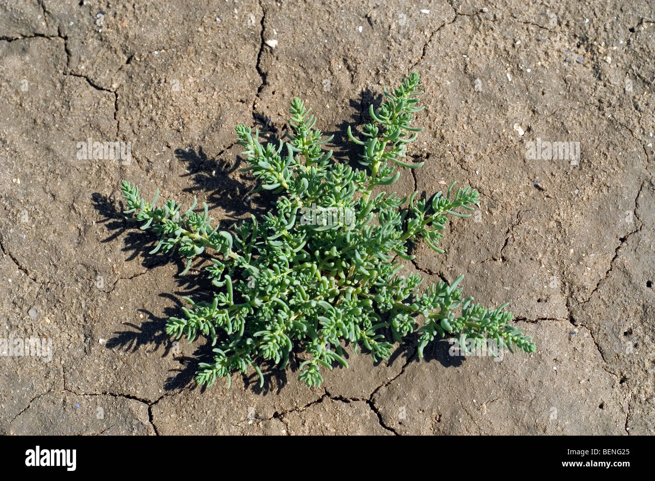 Annual sea-blite / annual seablite / herbaceous seepweed (Suaeda ...