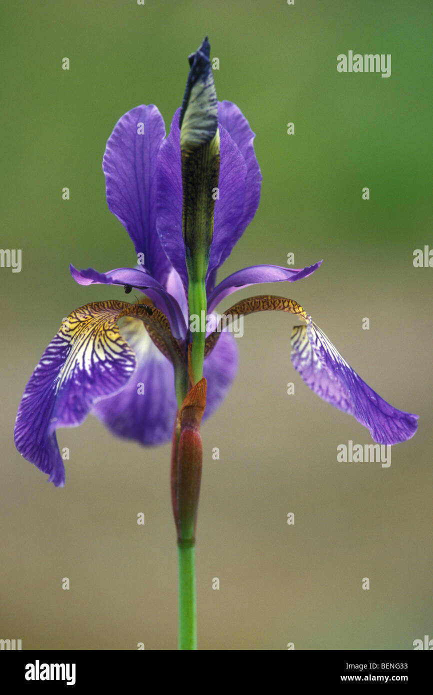 Siberian Iris / Siberian flag (Iris sibirica) in flower Stock Photo - Alamy