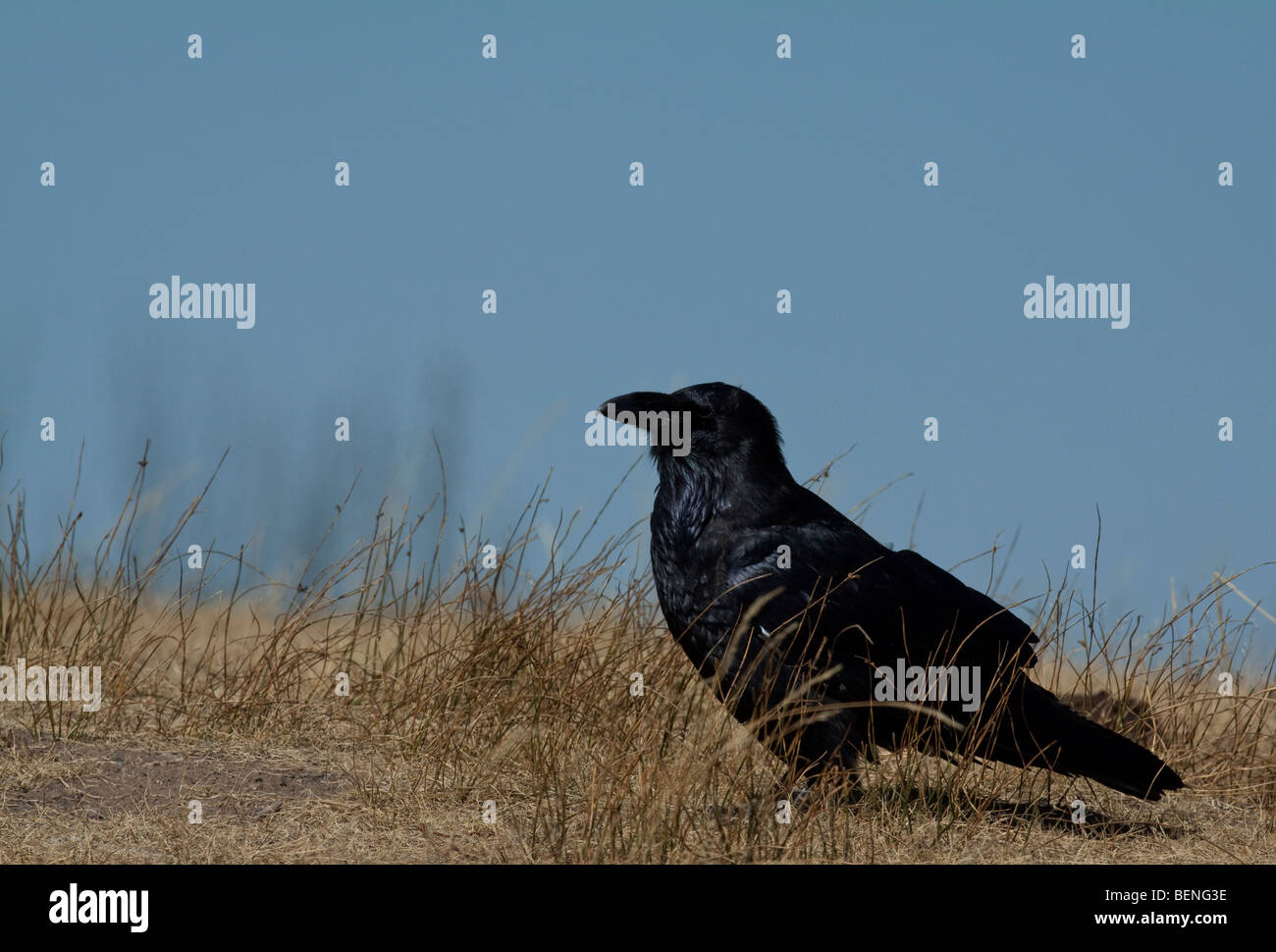 Raven feeding in grass Stock Photo - Alamy
