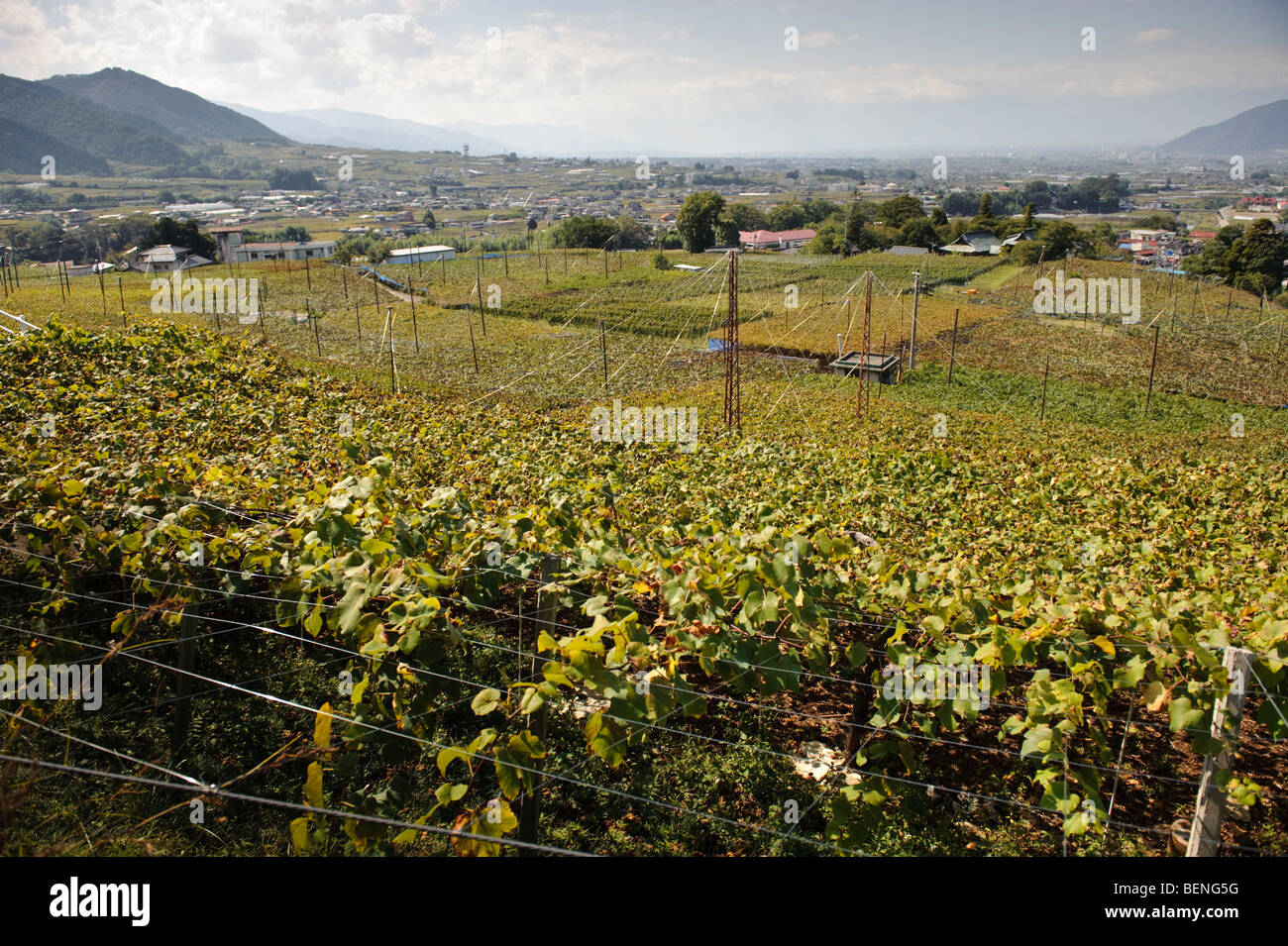 Katsunuma vineyards, Yamanashi Prefecture, Japan, October 12, 2009 ...