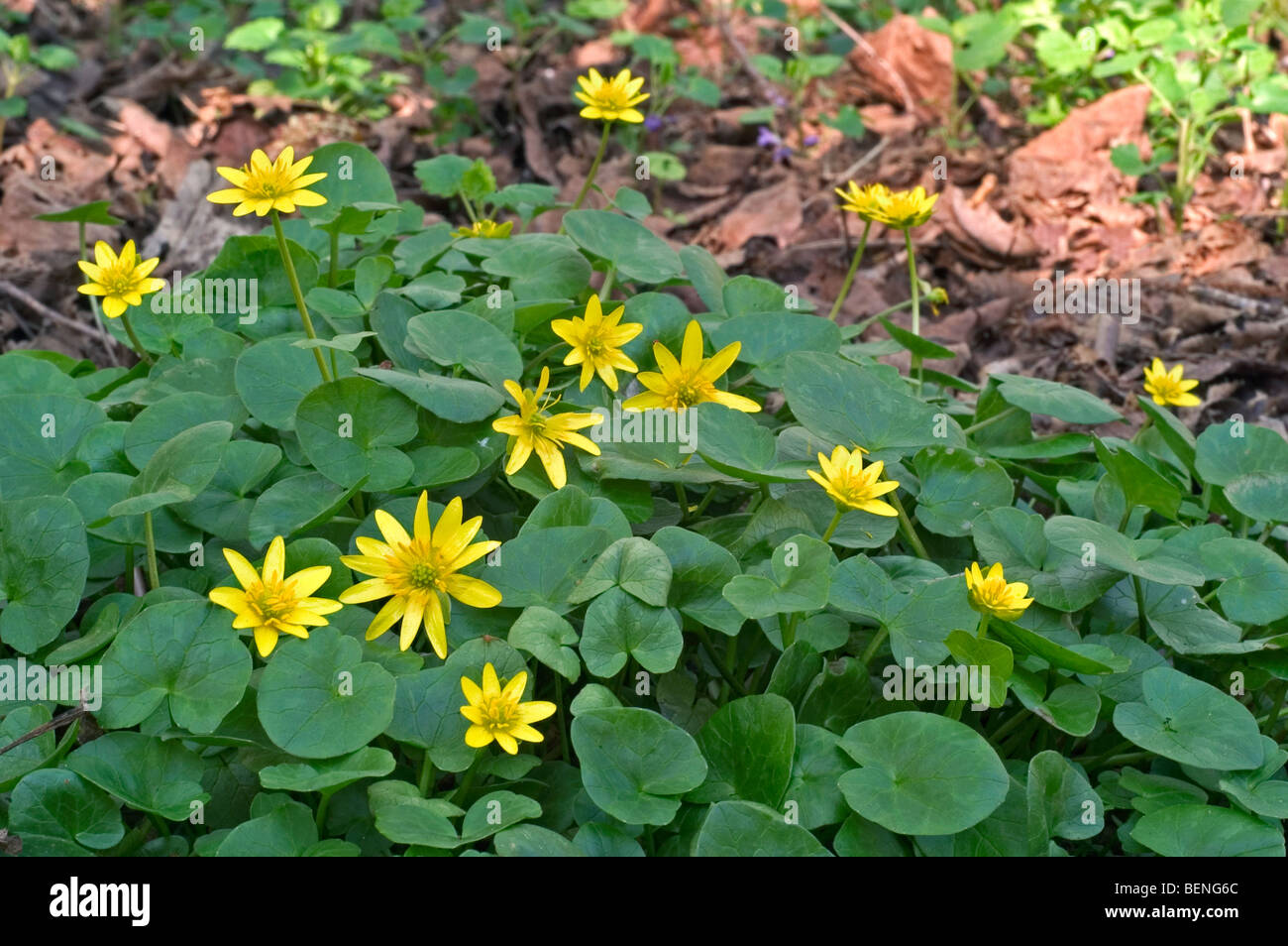 Lesser celandine / Pilewort (Ranunculus ficaria subsp. bulbilifer ...