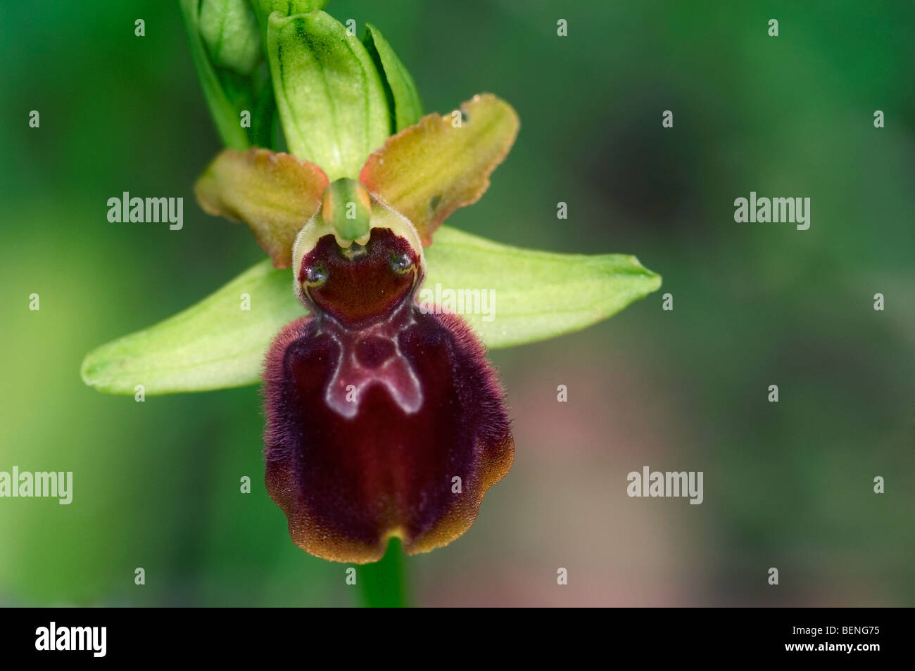 Ophrys sphegodes aranifera hi-res stock photography and images - Alamy