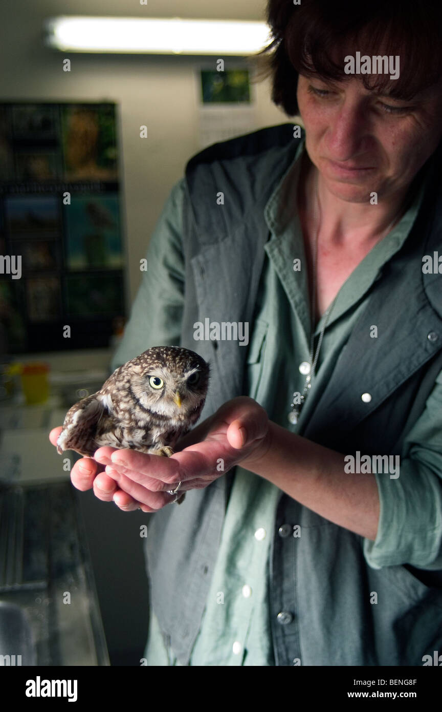Injured and sick Little owl (Athene noctua) in the hands of ...